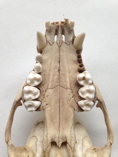 A Basic Guide to Non-Human Mammal Dentition — to know the land