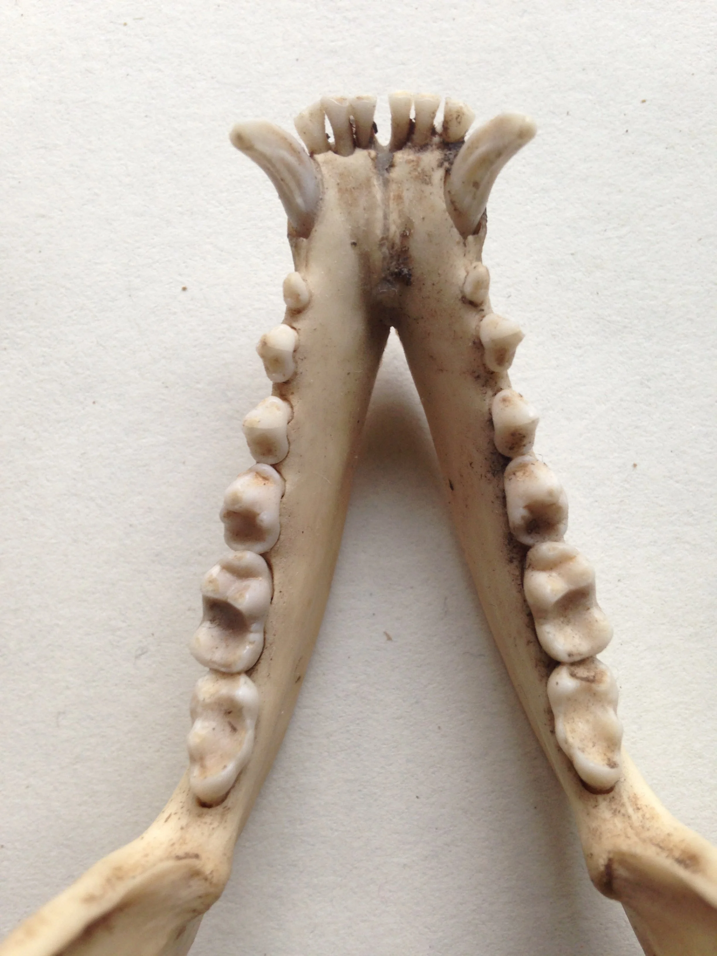 A Basic Guide to Non-Human Mammal Dentition — to know the land