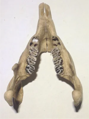 A Basic Guide to Non-Human Mammal Dentition — to know the land