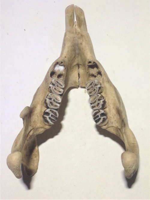 A Basic Guide to Non-Human Mammal Dentition — to know the land