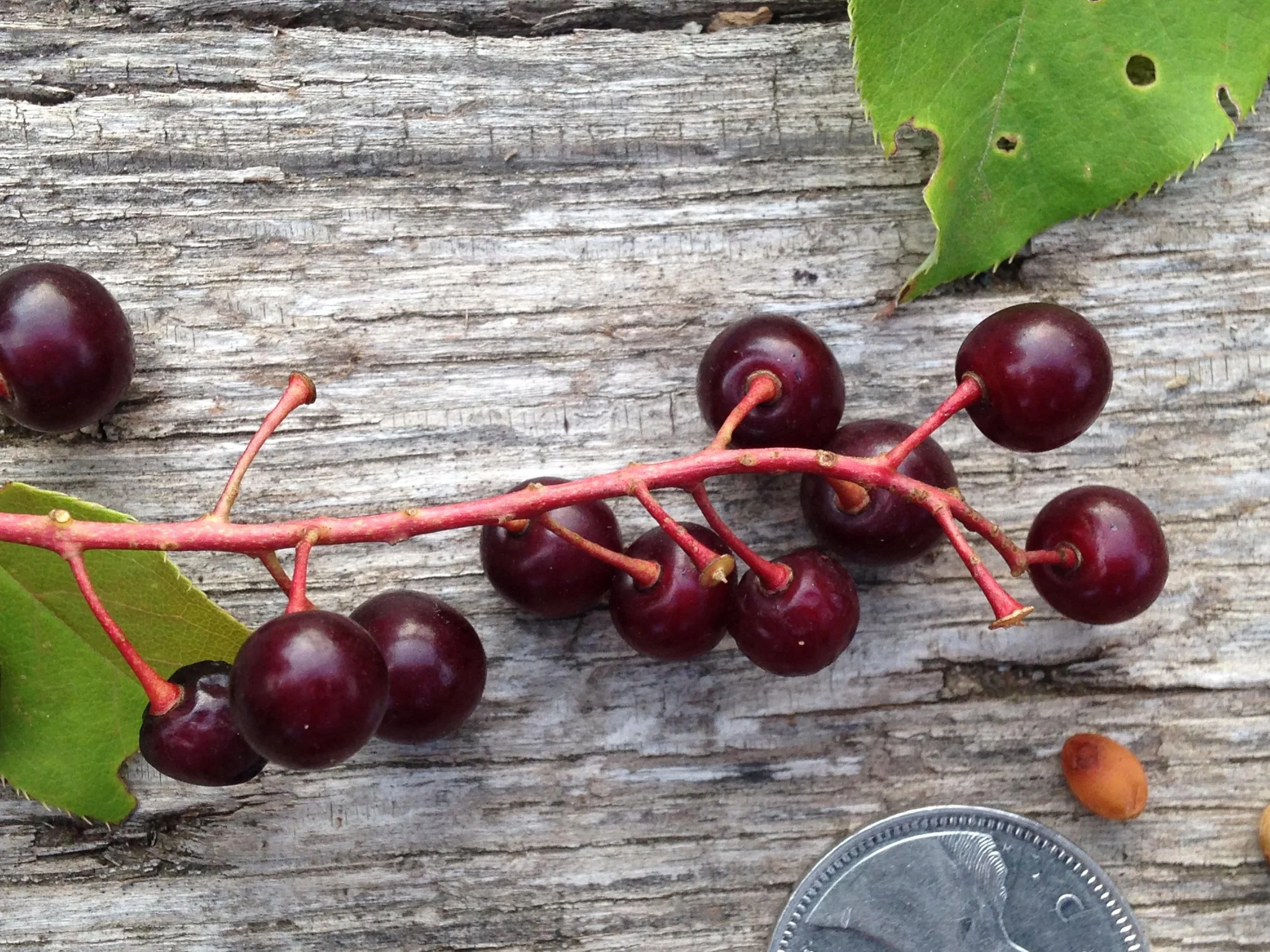 Considering Chokecherries — to know the land