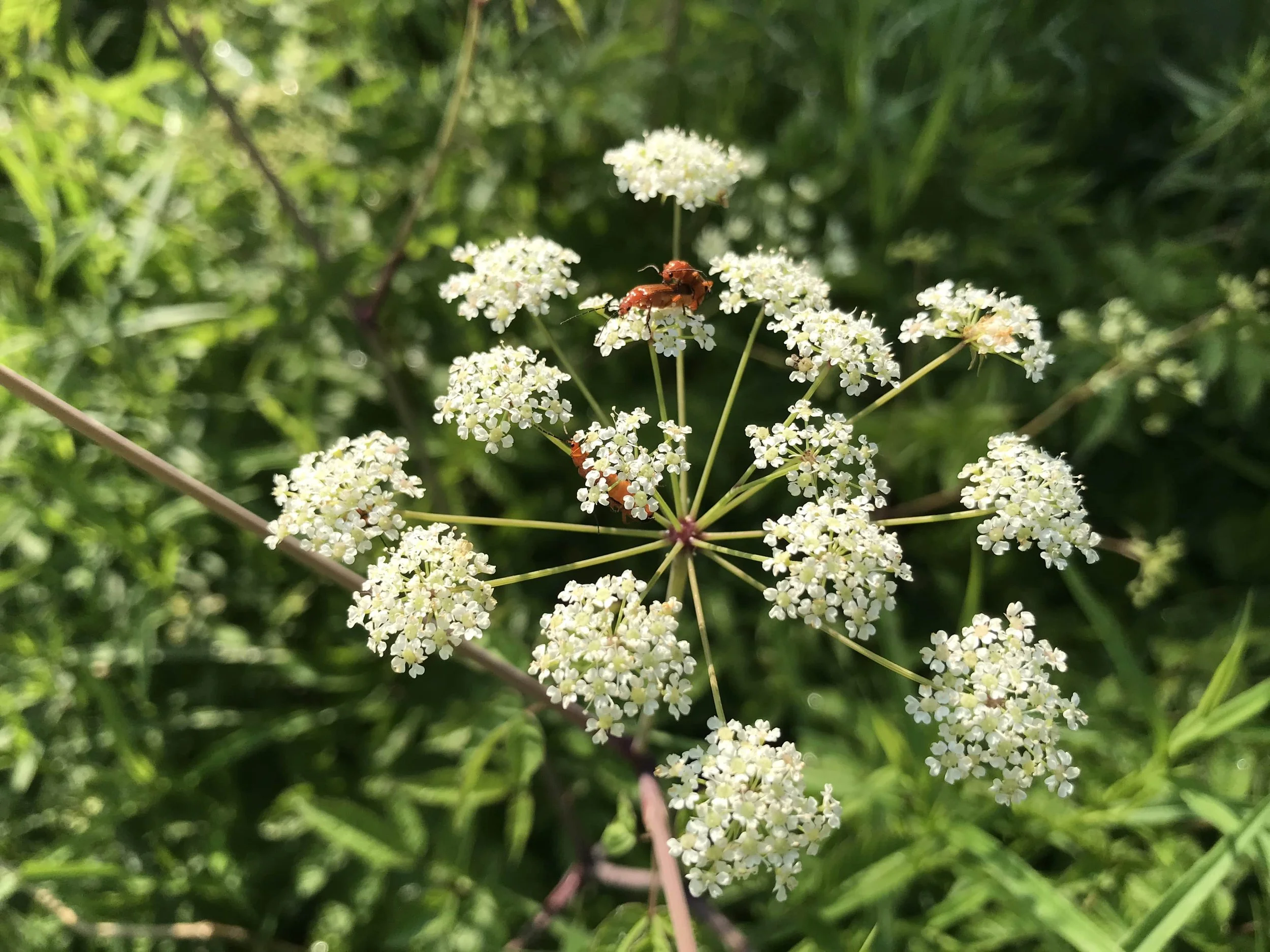 Hemlock Flower