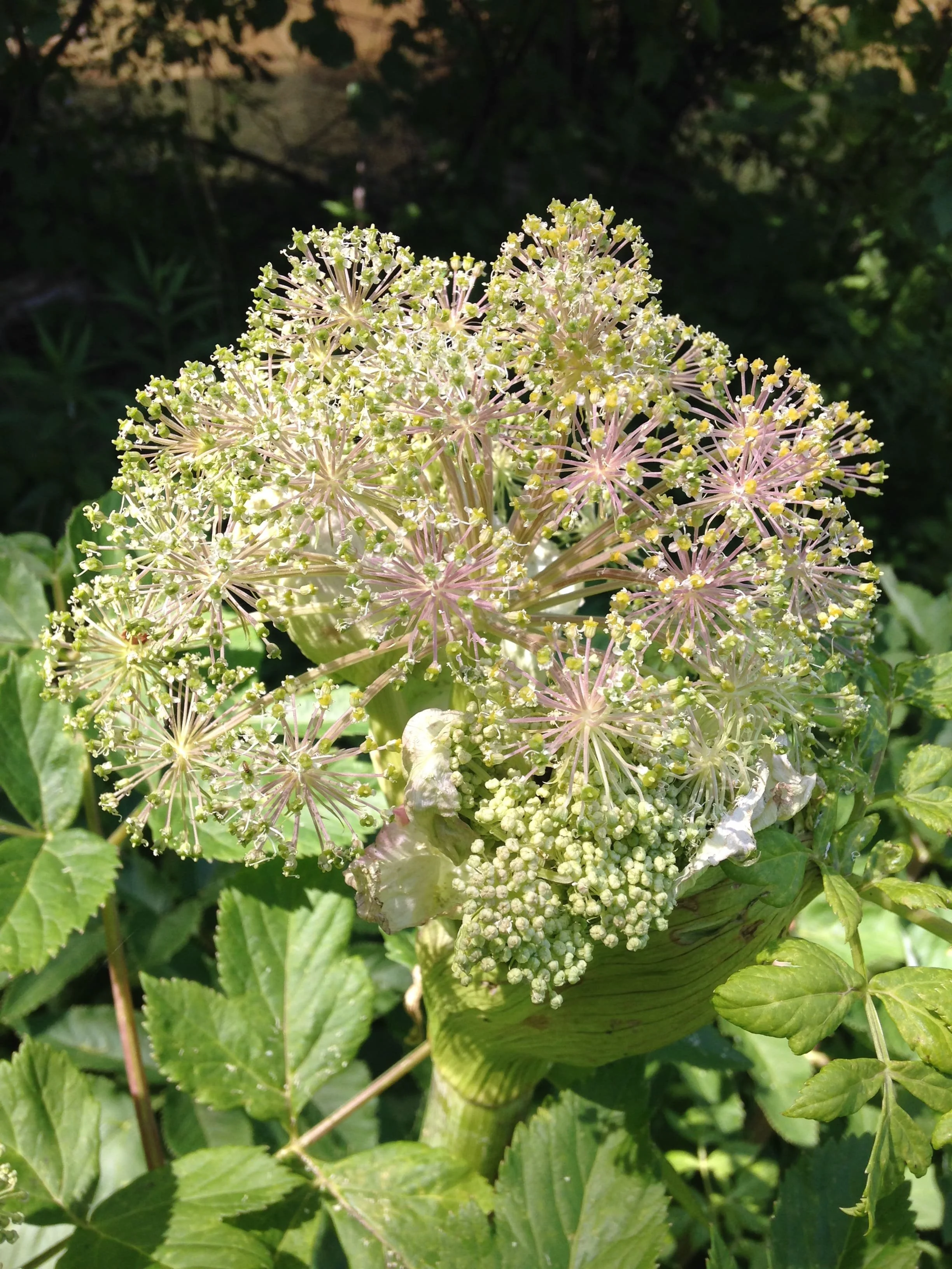 Exploring Water Hemlock — to know the land