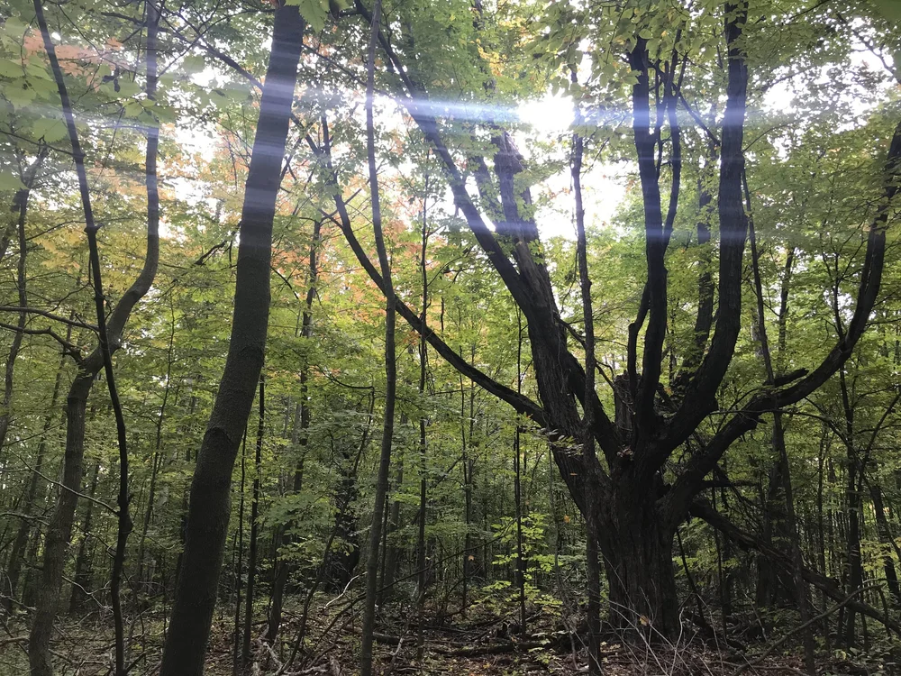 Wolf Trees, Stink Horns and Carrion Beetles - Earth Tracks