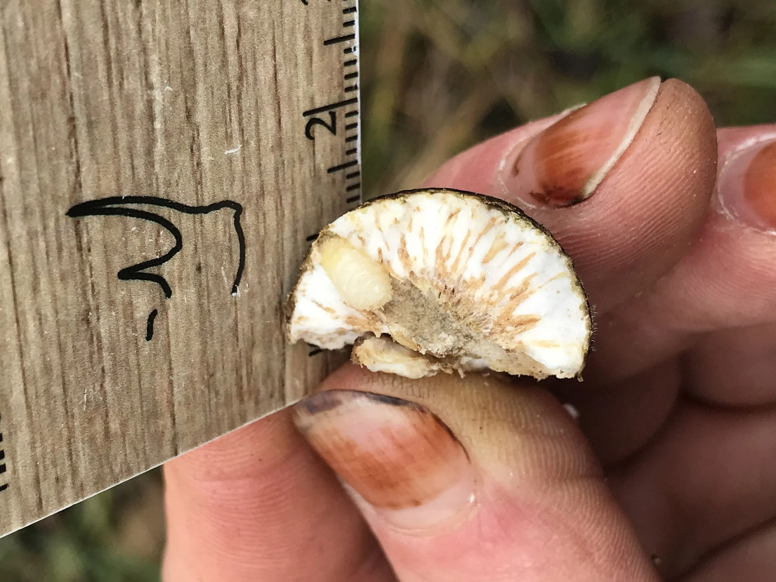 Common Galls of Southern Ontario — to know the land