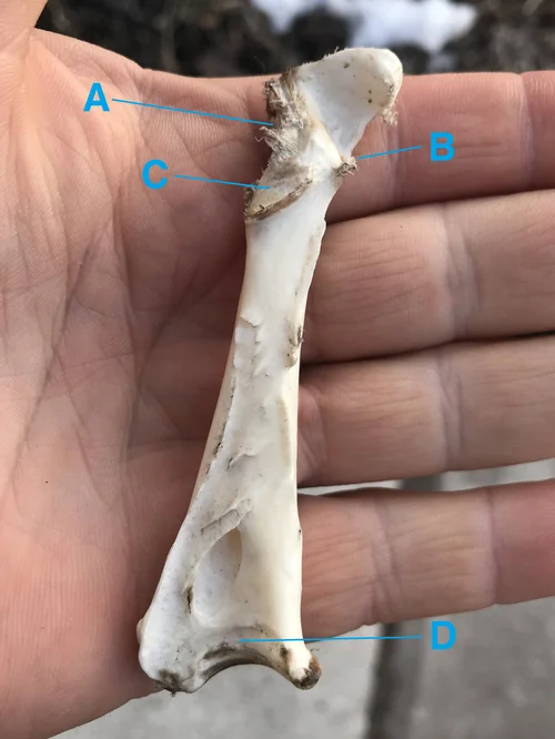 Two Coracoid Bones — to know the land