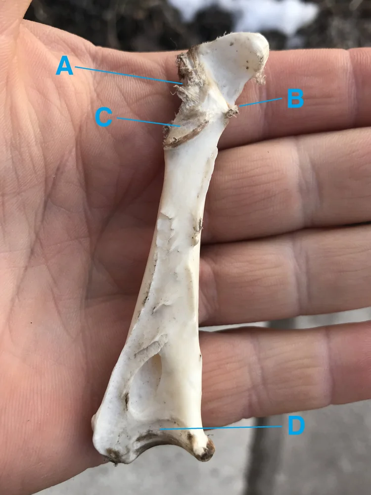Two Coracoid Bones — to know the land