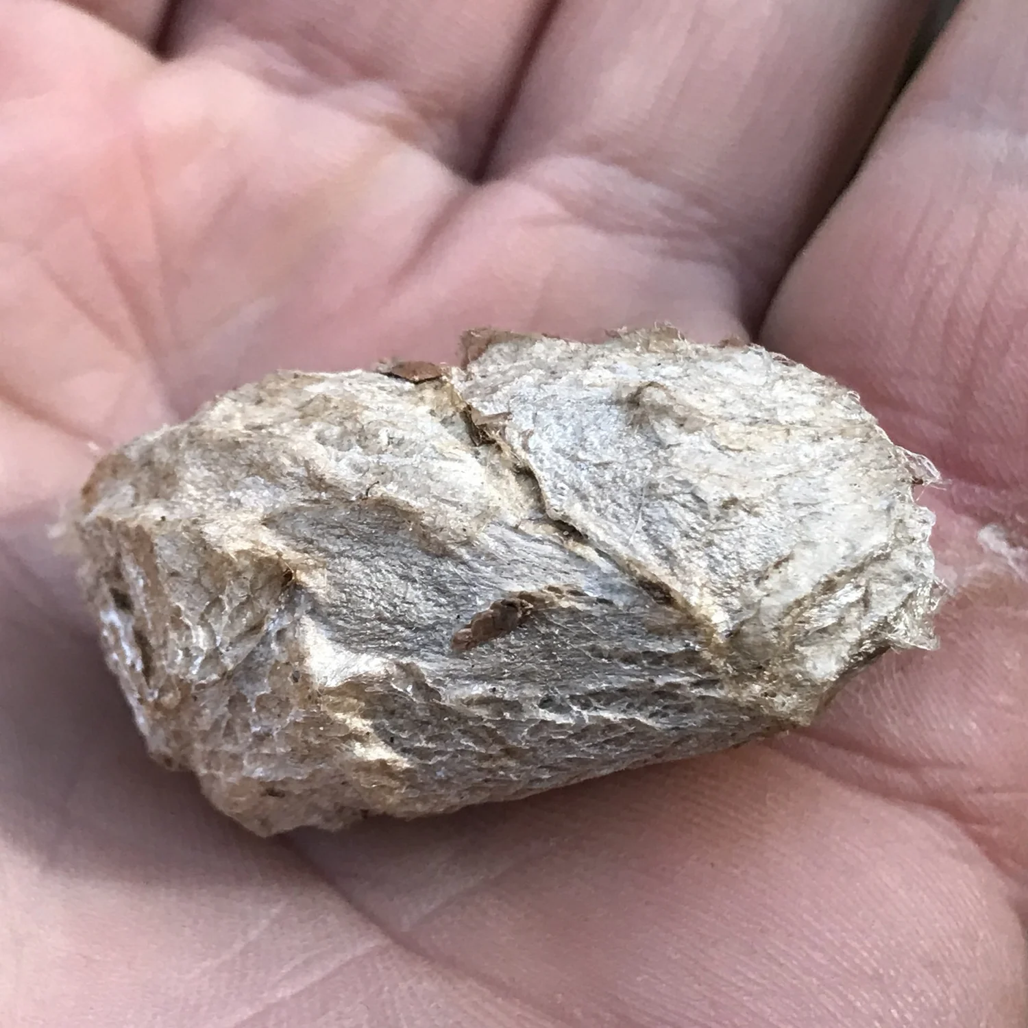 Three Common Silk Moth Cocoons — to know the land