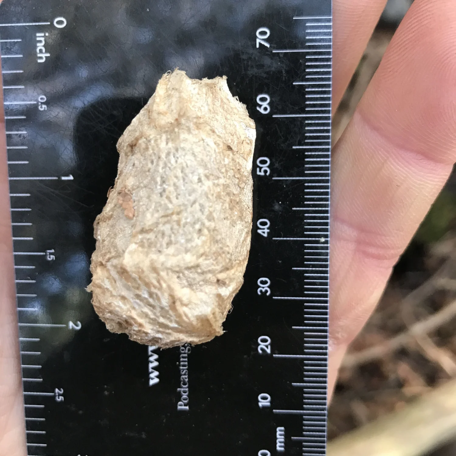 Three Common Silk Moth Cocoons — to know the land