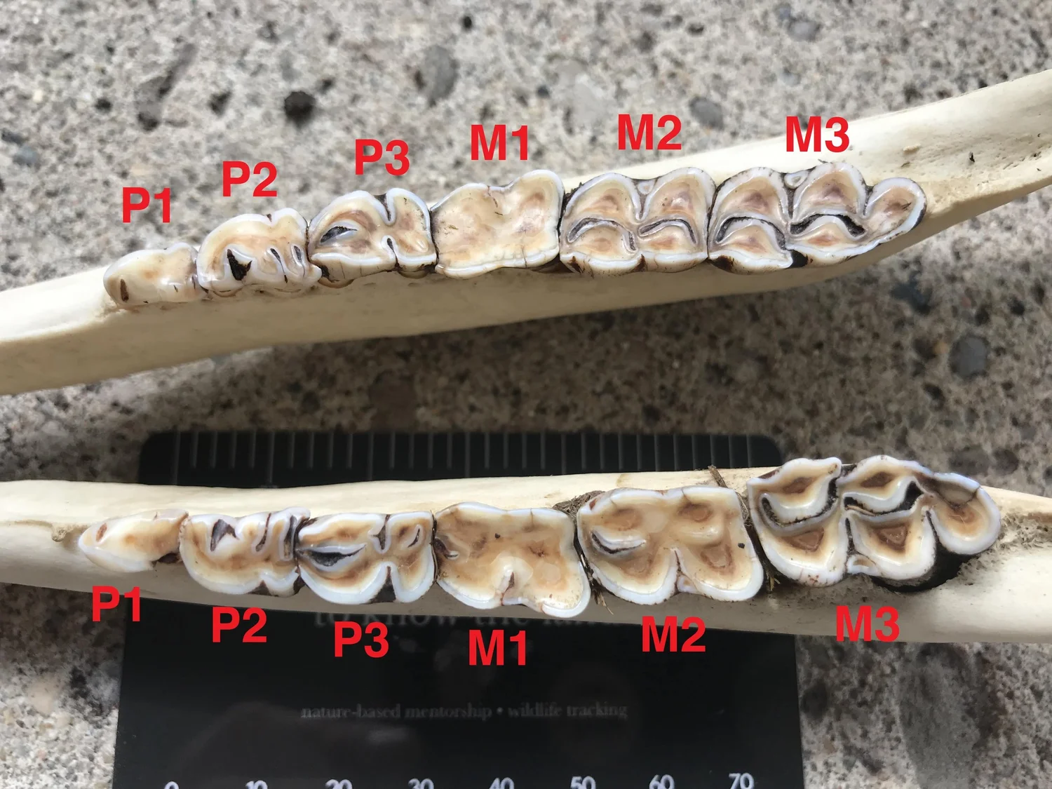 How To Age A White-tailed Deer by Looking At The Teeth pt. 2 : Older ...