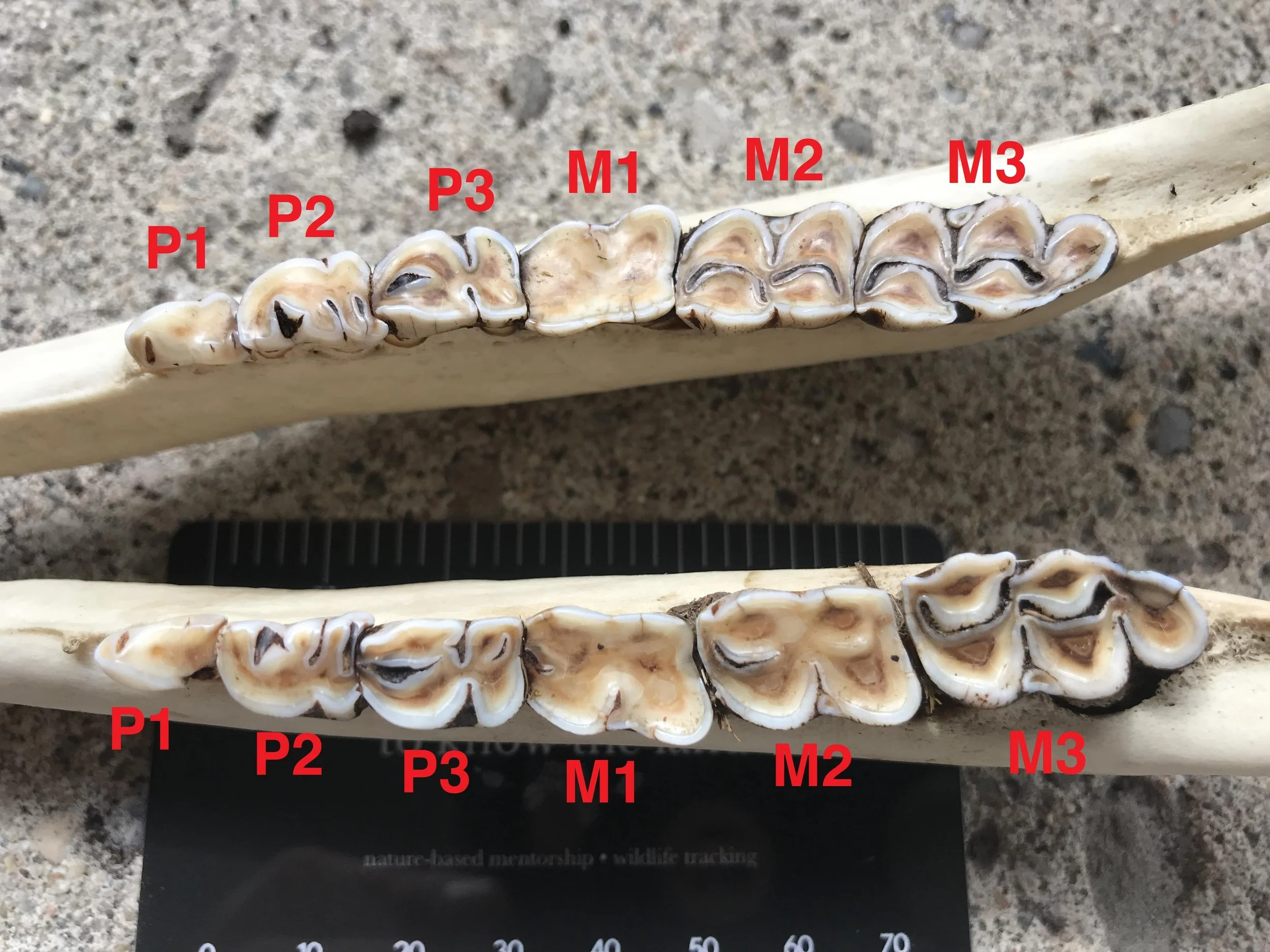 How To Age A White-tailed Deer by Looking At The Teeth pt. 2 : Older ...