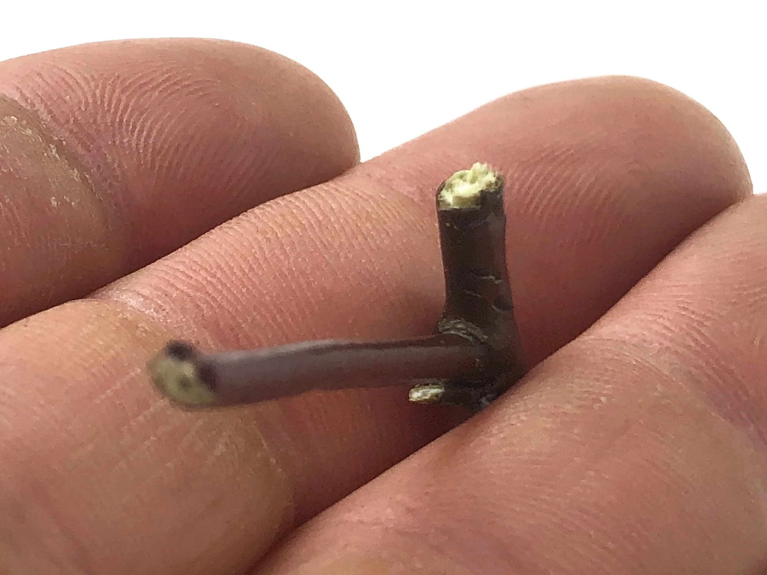 White-tailed Deer feeding sign at Kinghurst - Earth Tracks