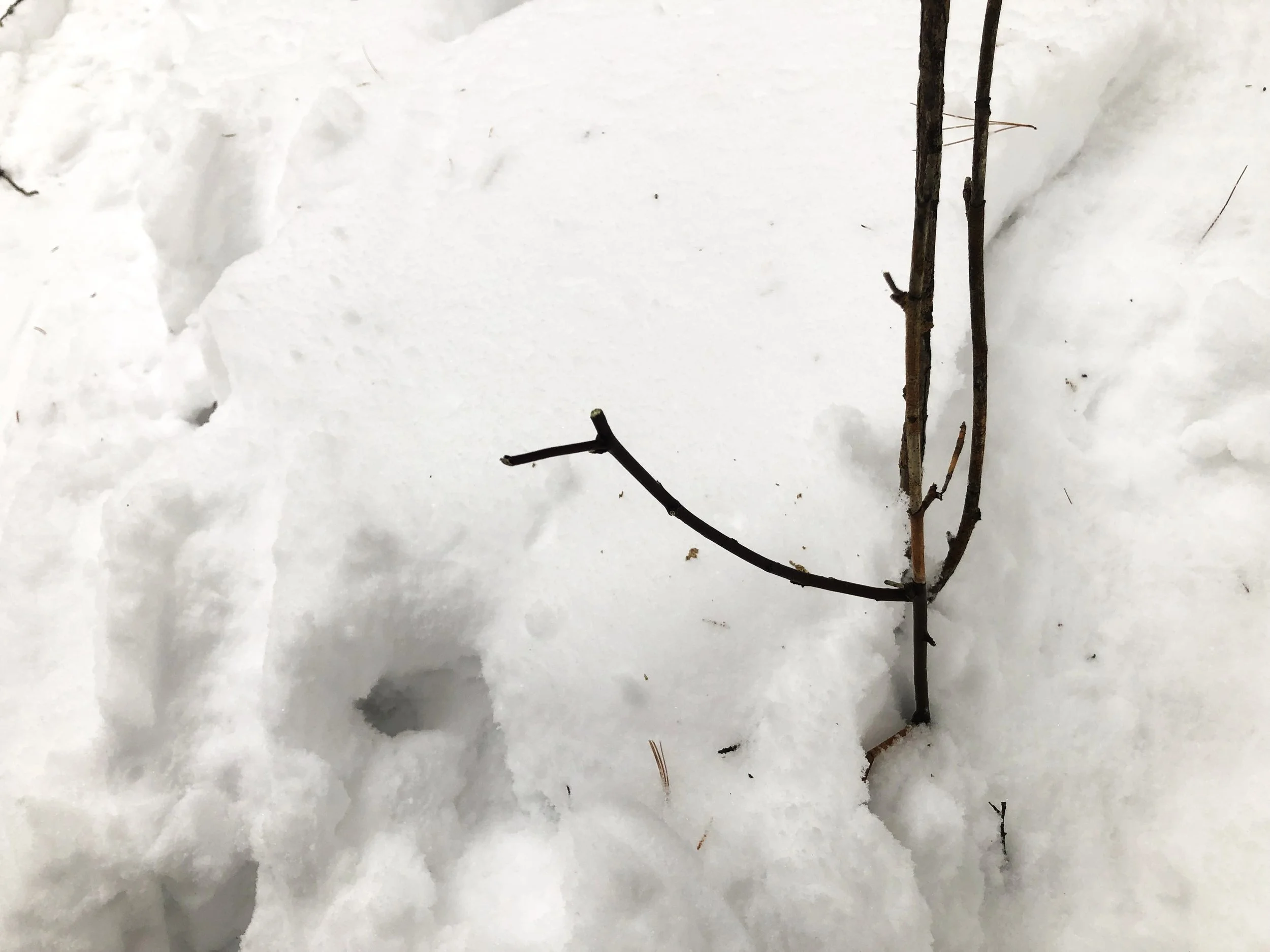 White-tailed Deer feeding sign at Kinghurst — to know the land