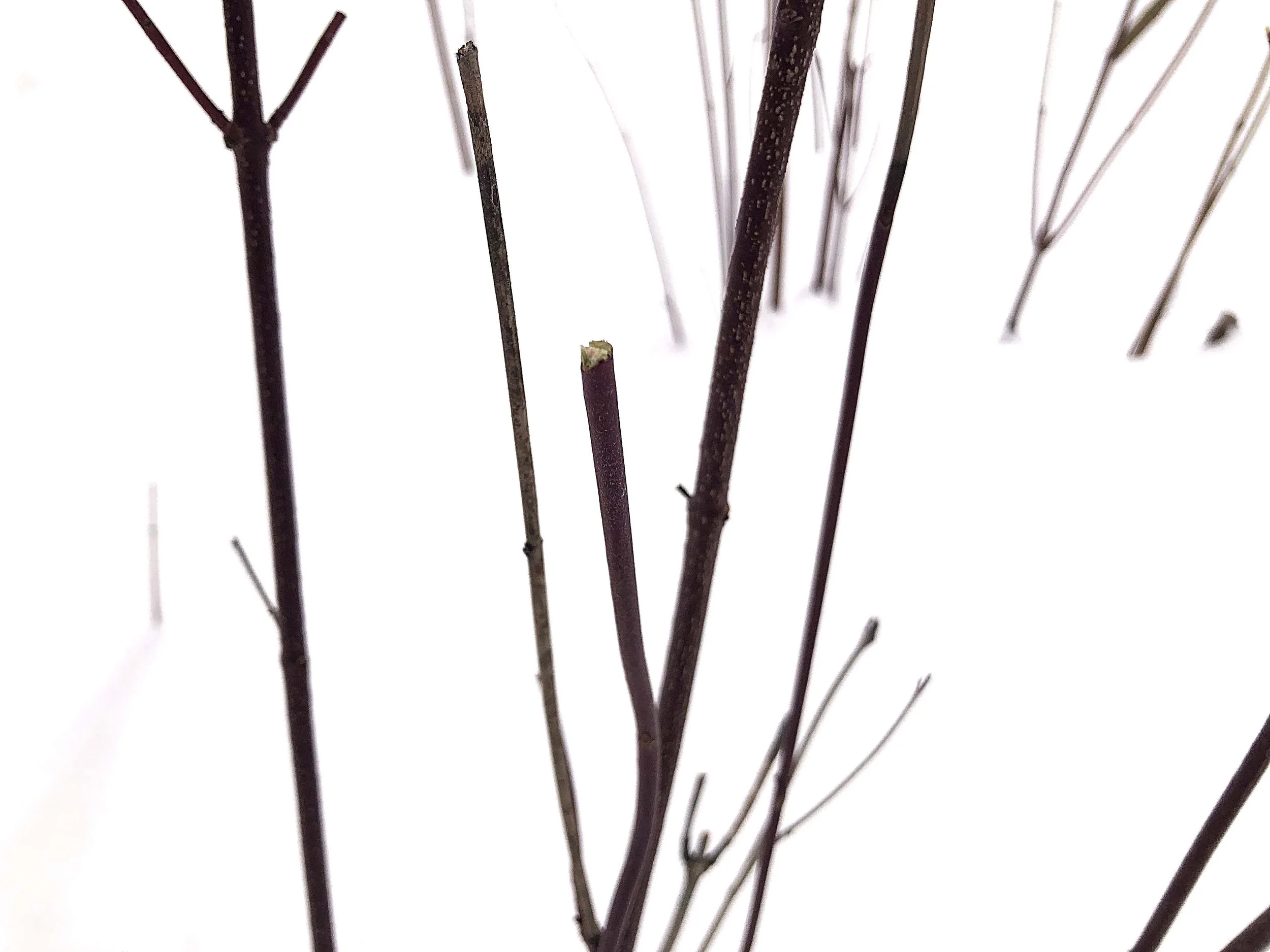 White-tailed Deer feeding sign at Kinghurst — to know the land