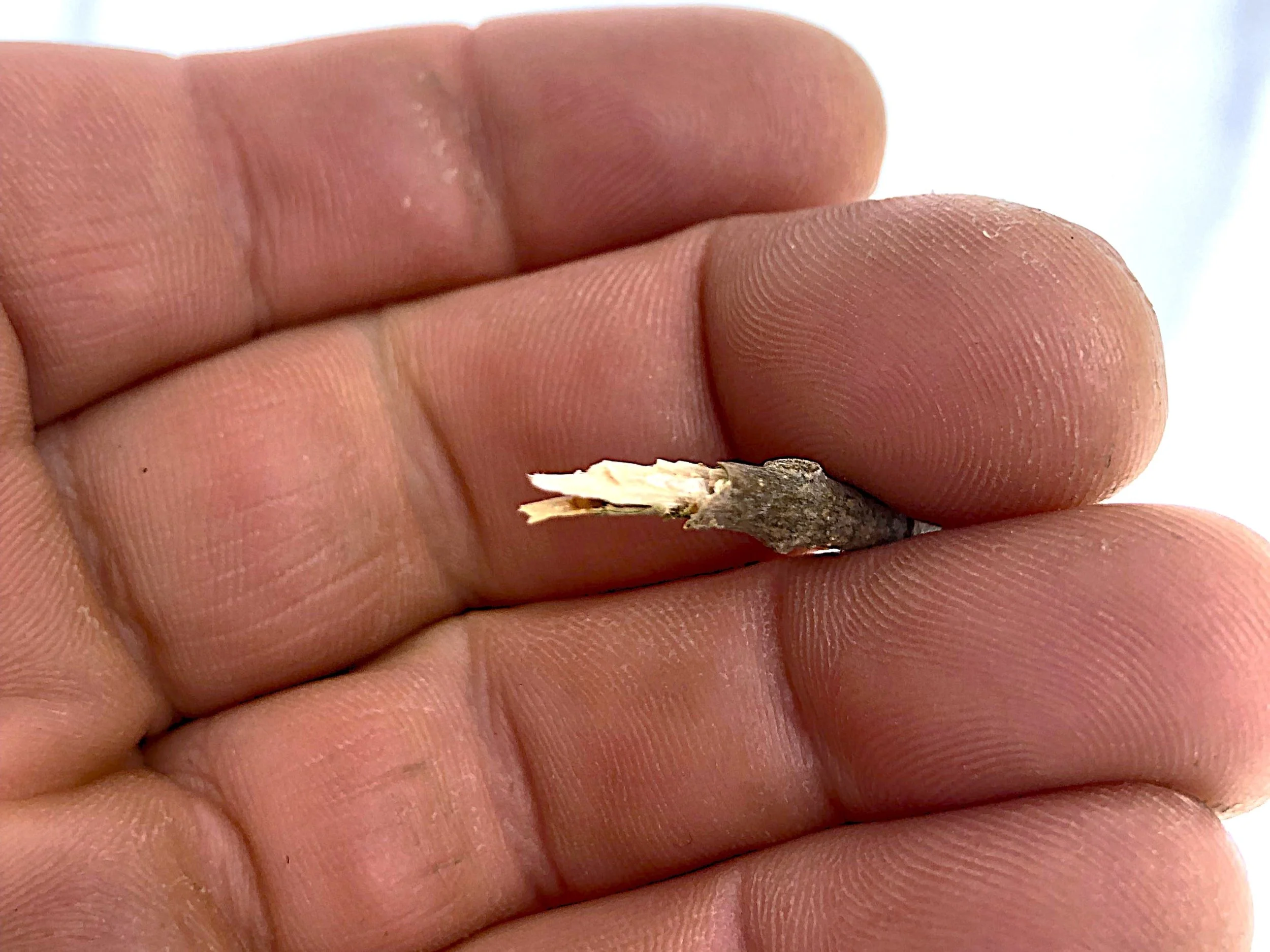 White-tailed Deer feeding sign at Kinghurst - Earth Tracks