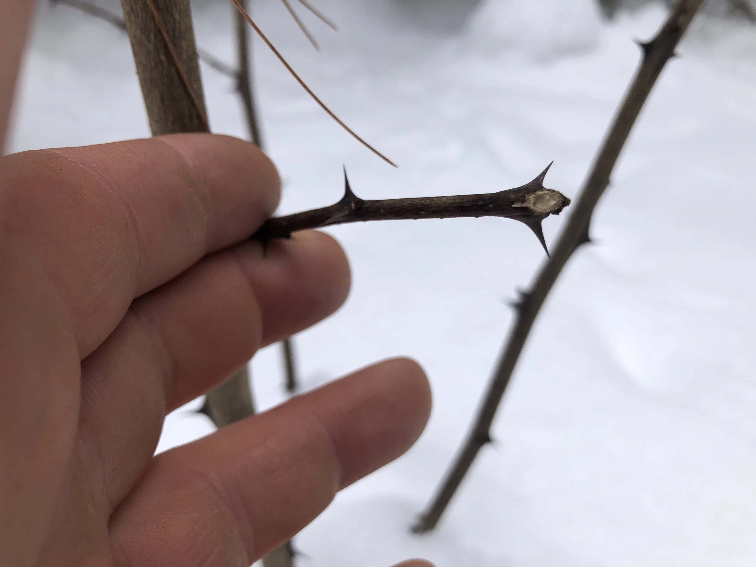 White-tailed Deer feeding sign at Kinghurst — to know the land