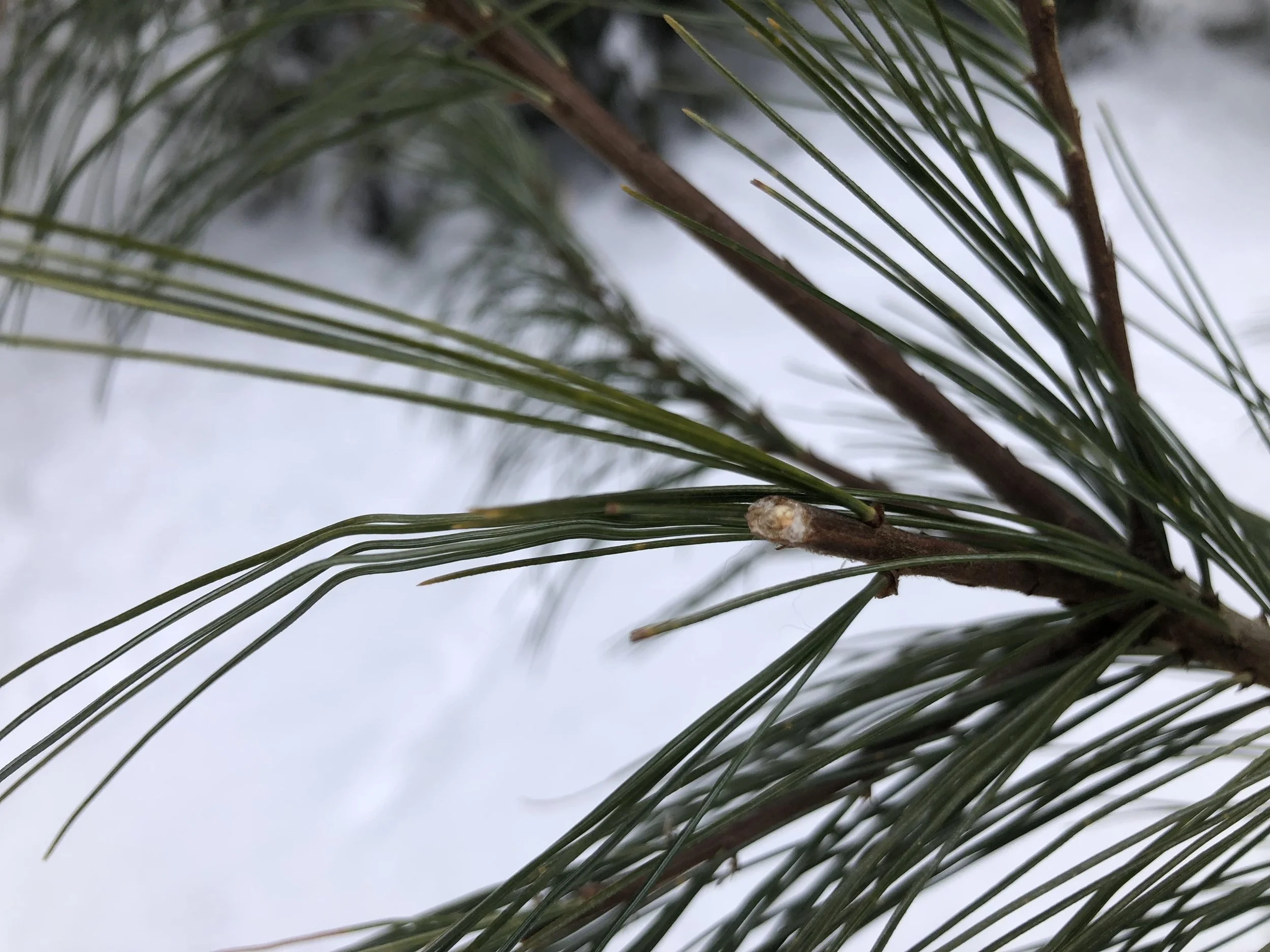 White-tailed Deer feeding sign at Kinghurst — to know the land