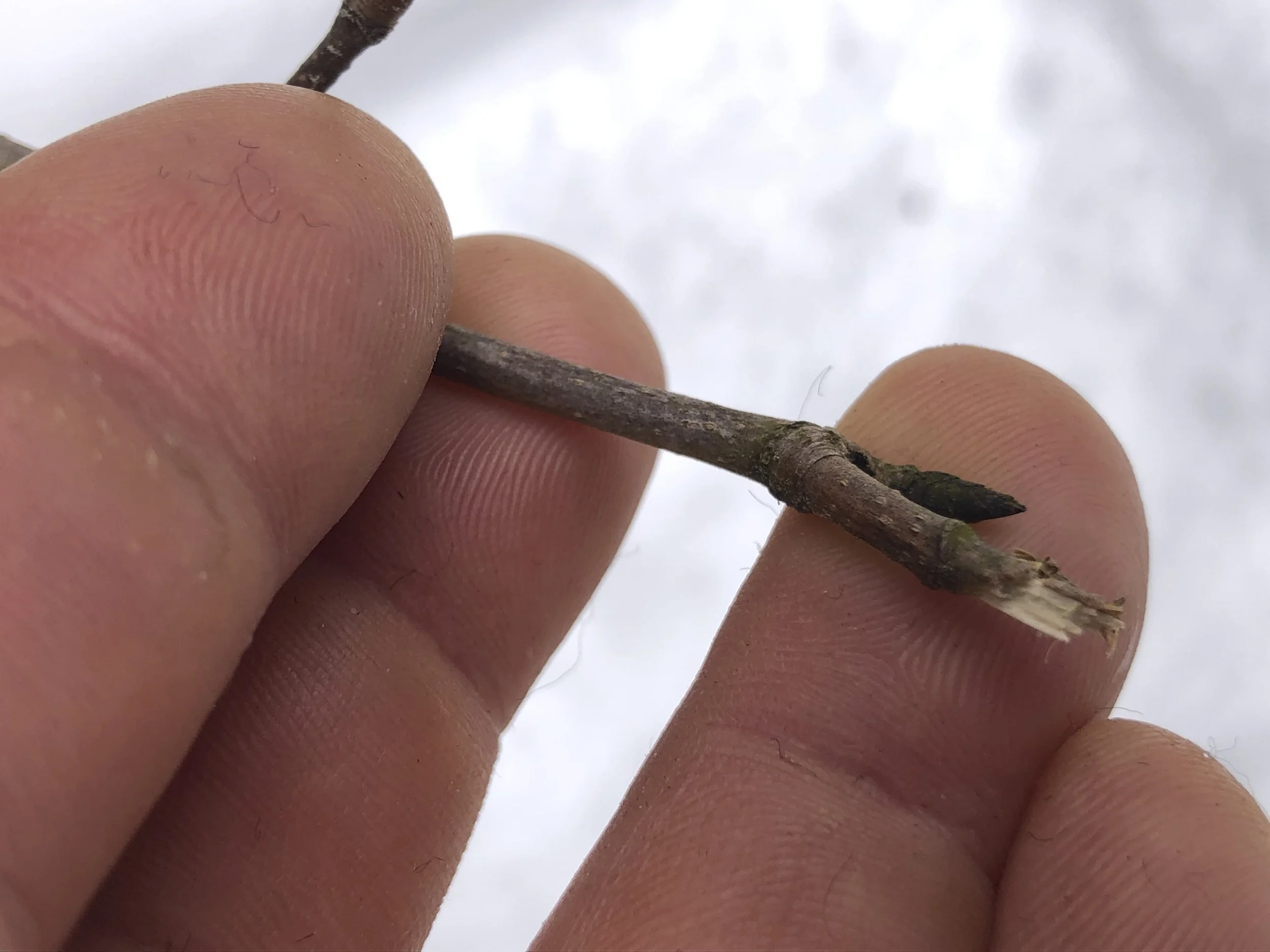 White-tailed Deer feeding sign at Kinghurst — to know the land