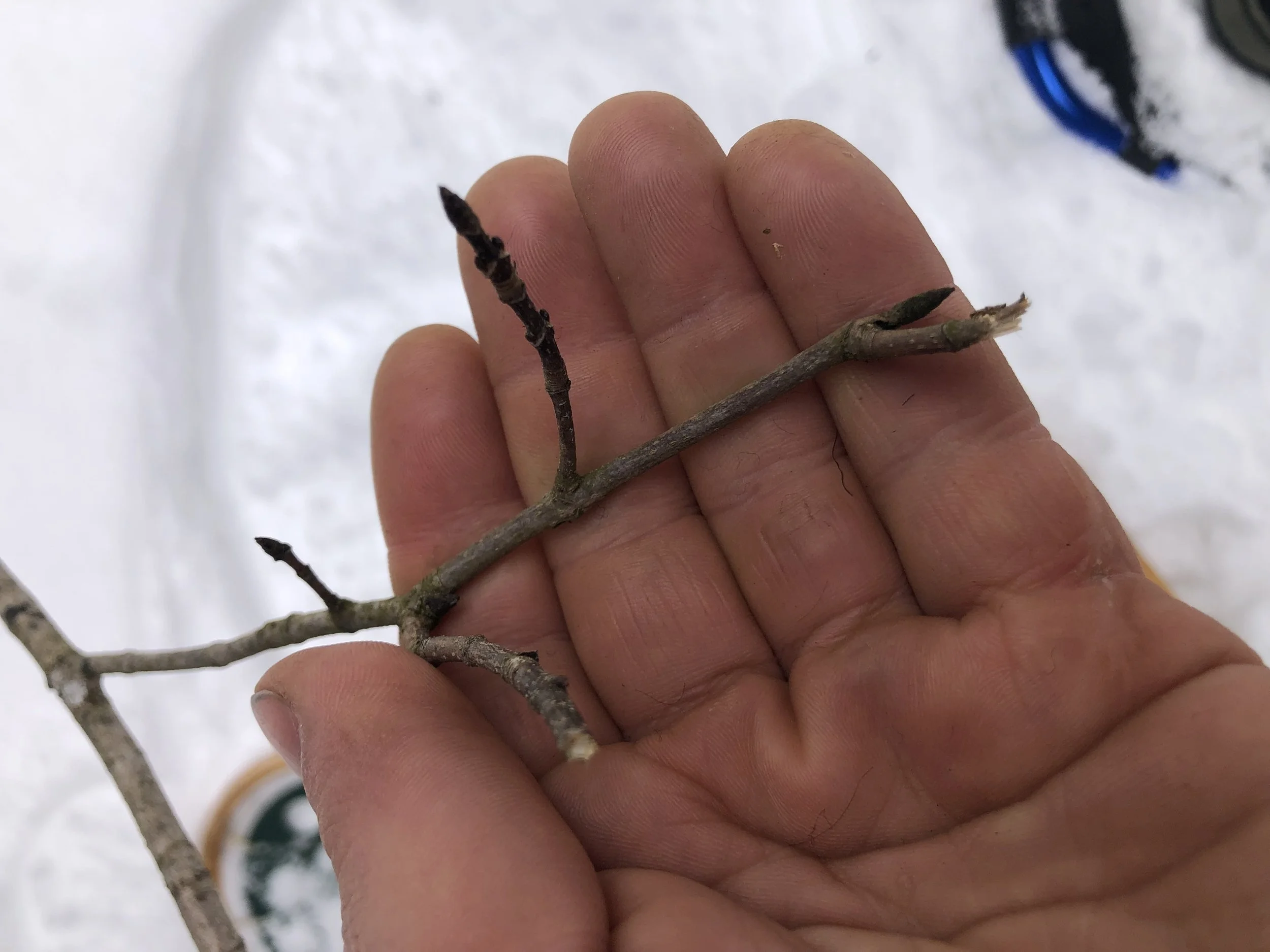 White-tailed Deer feeding sign at Kinghurst — to know the land