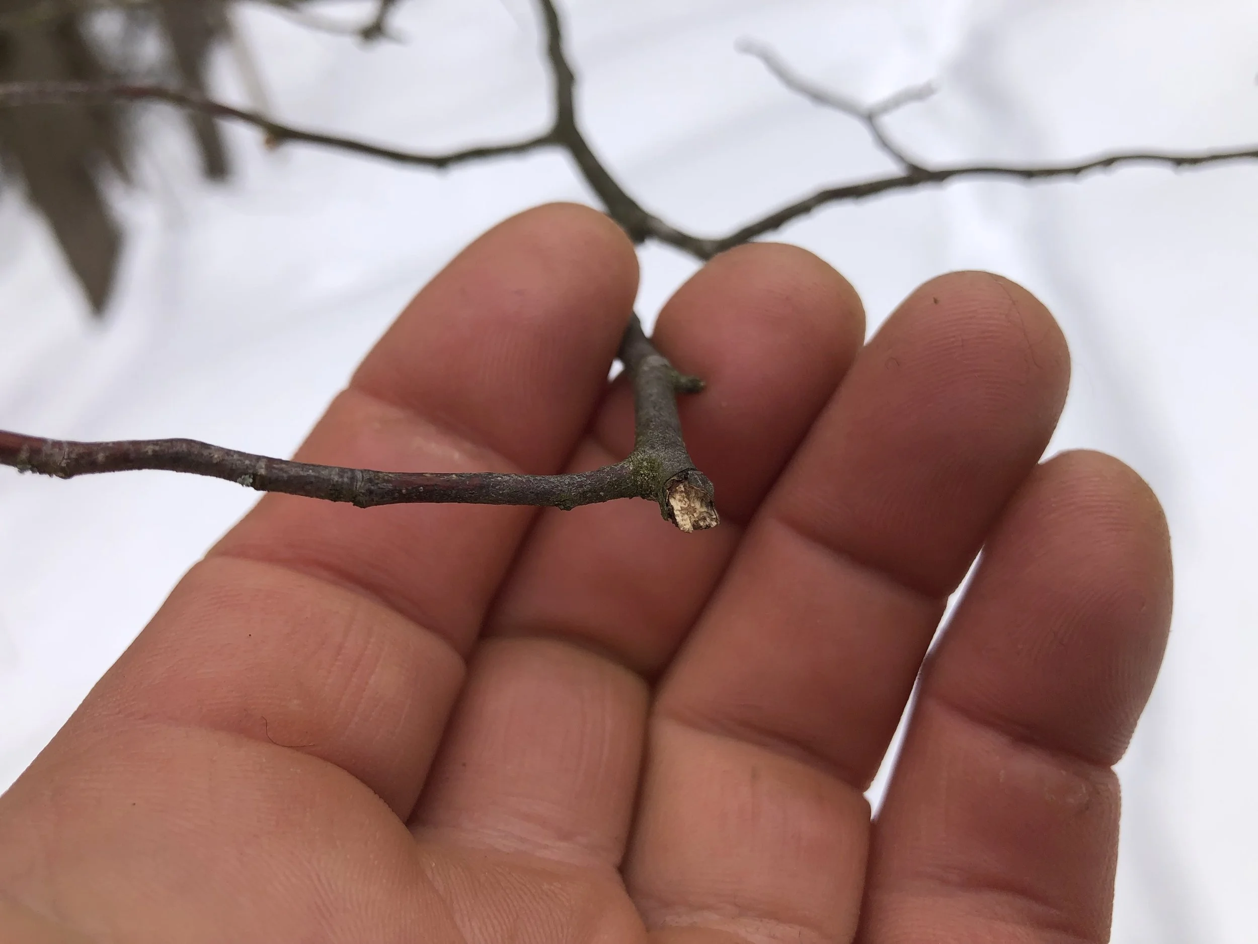White-tailed Deer feeding sign at Kinghurst — to know the land