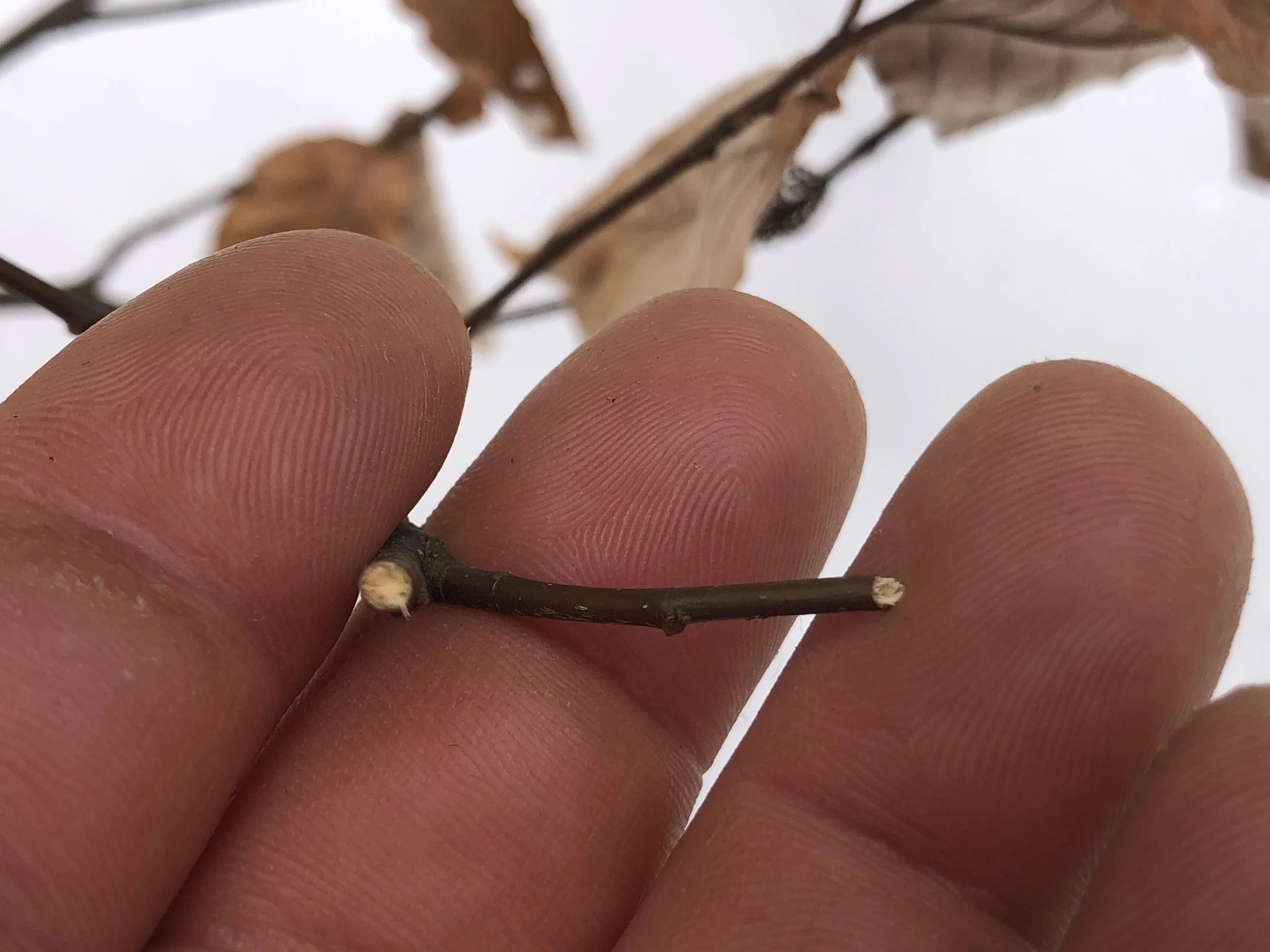 White-tailed Deer feeding sign at Kinghurst - Earth Tracks