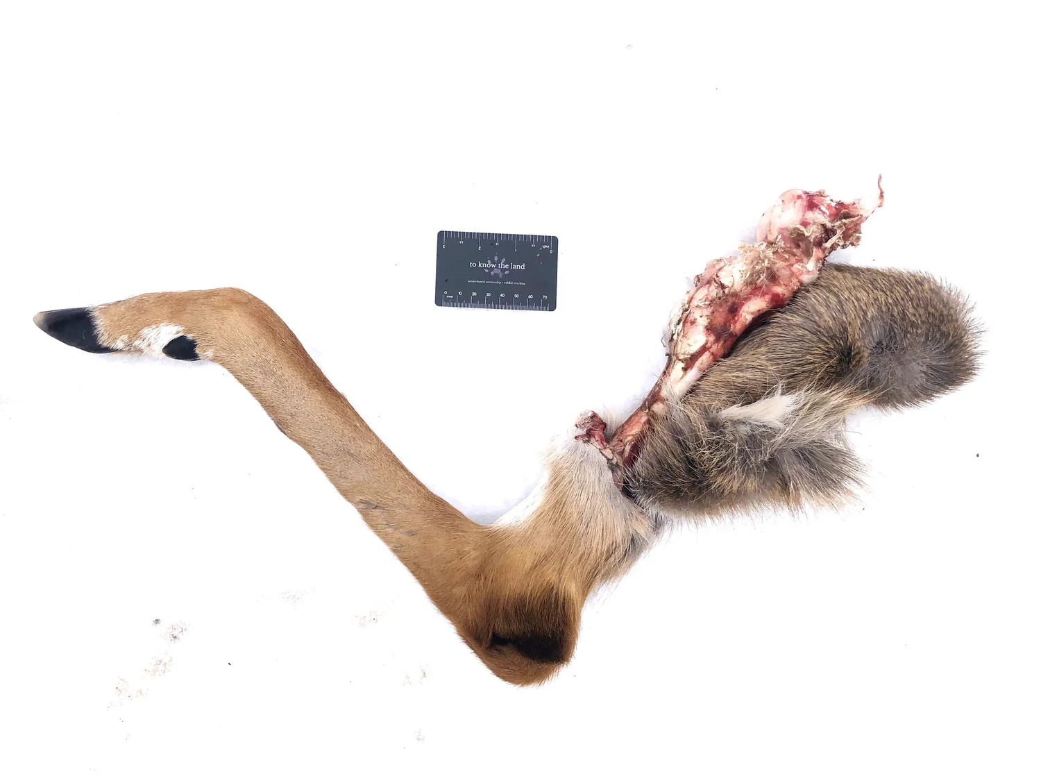 Glands on a White-tailed Deer Leg — to know the land