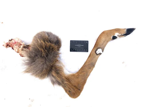 Glands on a White-tailed Deer Leg — to know the land