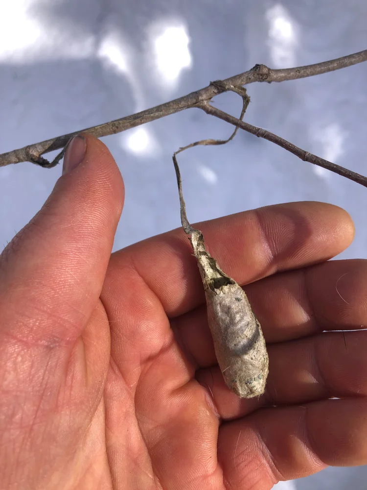 Three Common Silk Moth Cocoons — to know the land