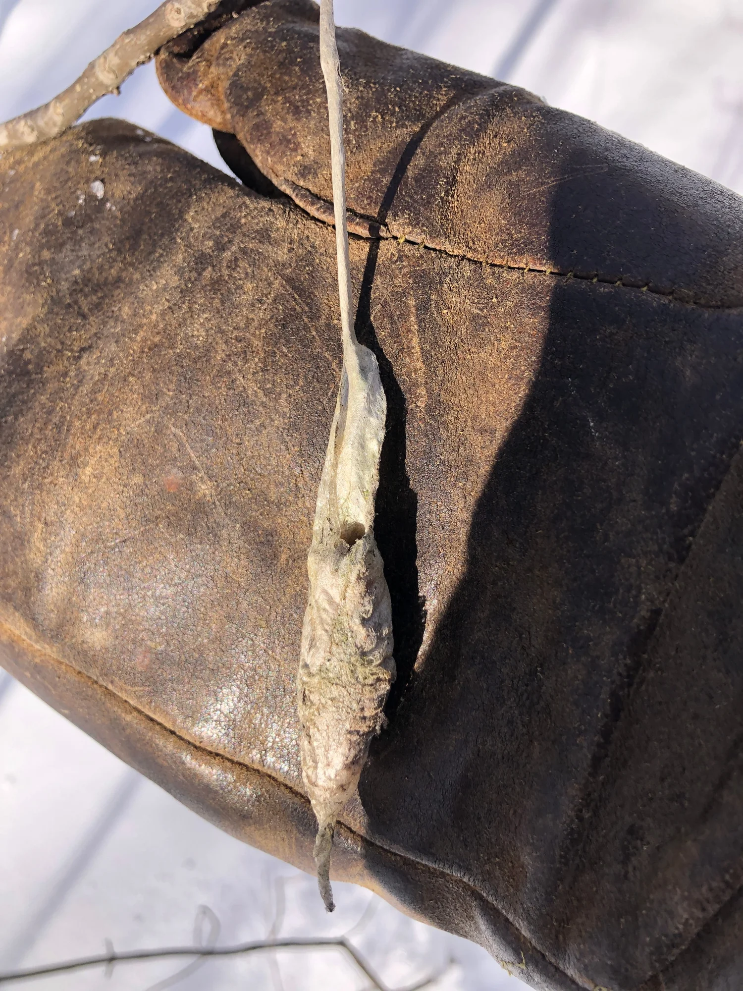 Three Common Silk Moth Cocoons — to know the land