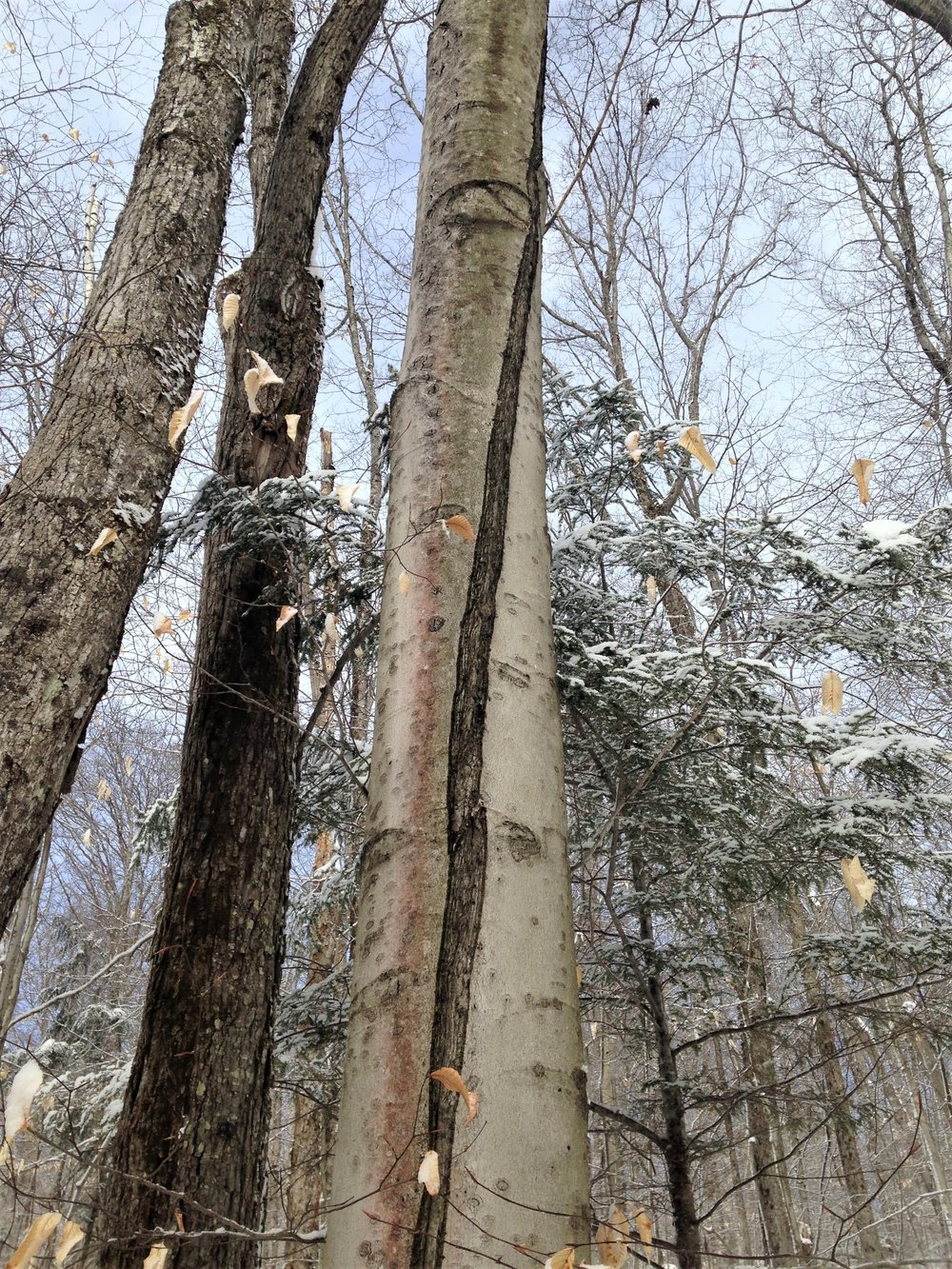 Frost Cracking - Earth Tracks