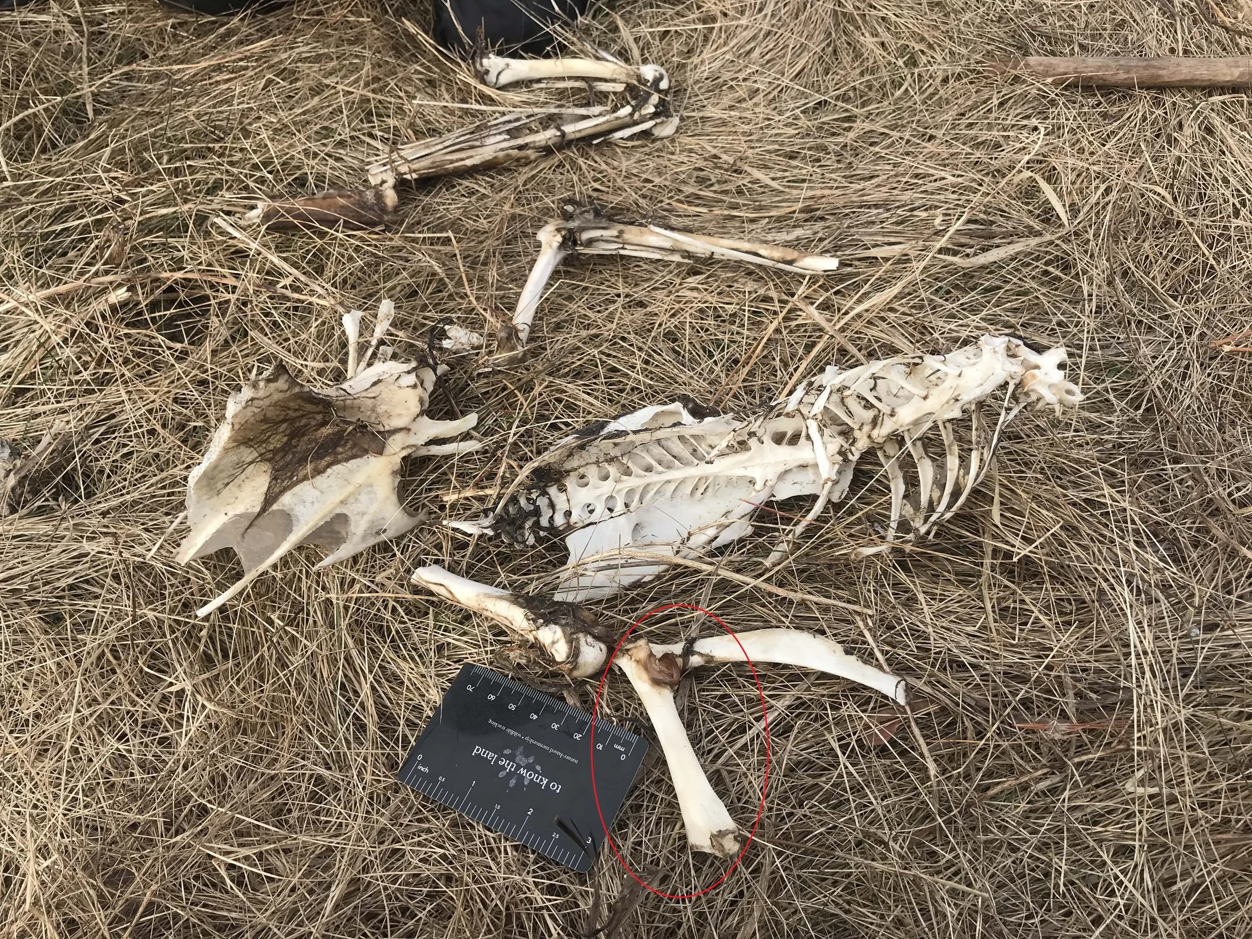 Two Coracoid Bones — to know the land