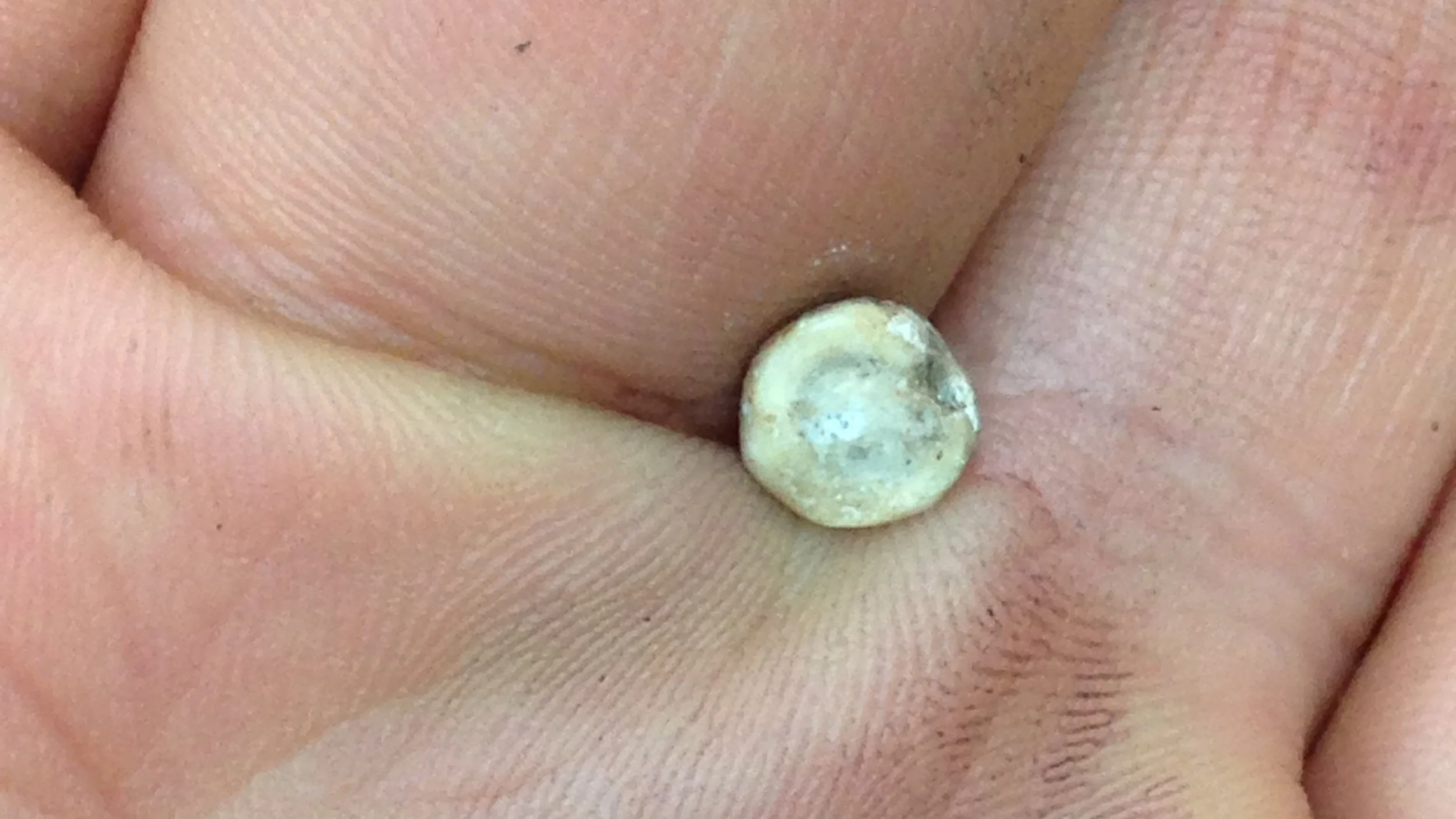 Crayfish Gastroliths — to know the land