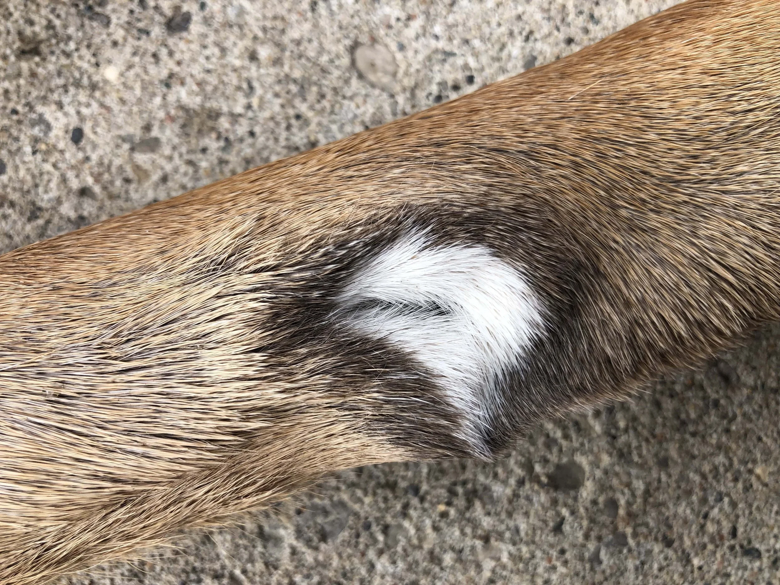 Glands on a White-tailed Deer Leg — to know the land