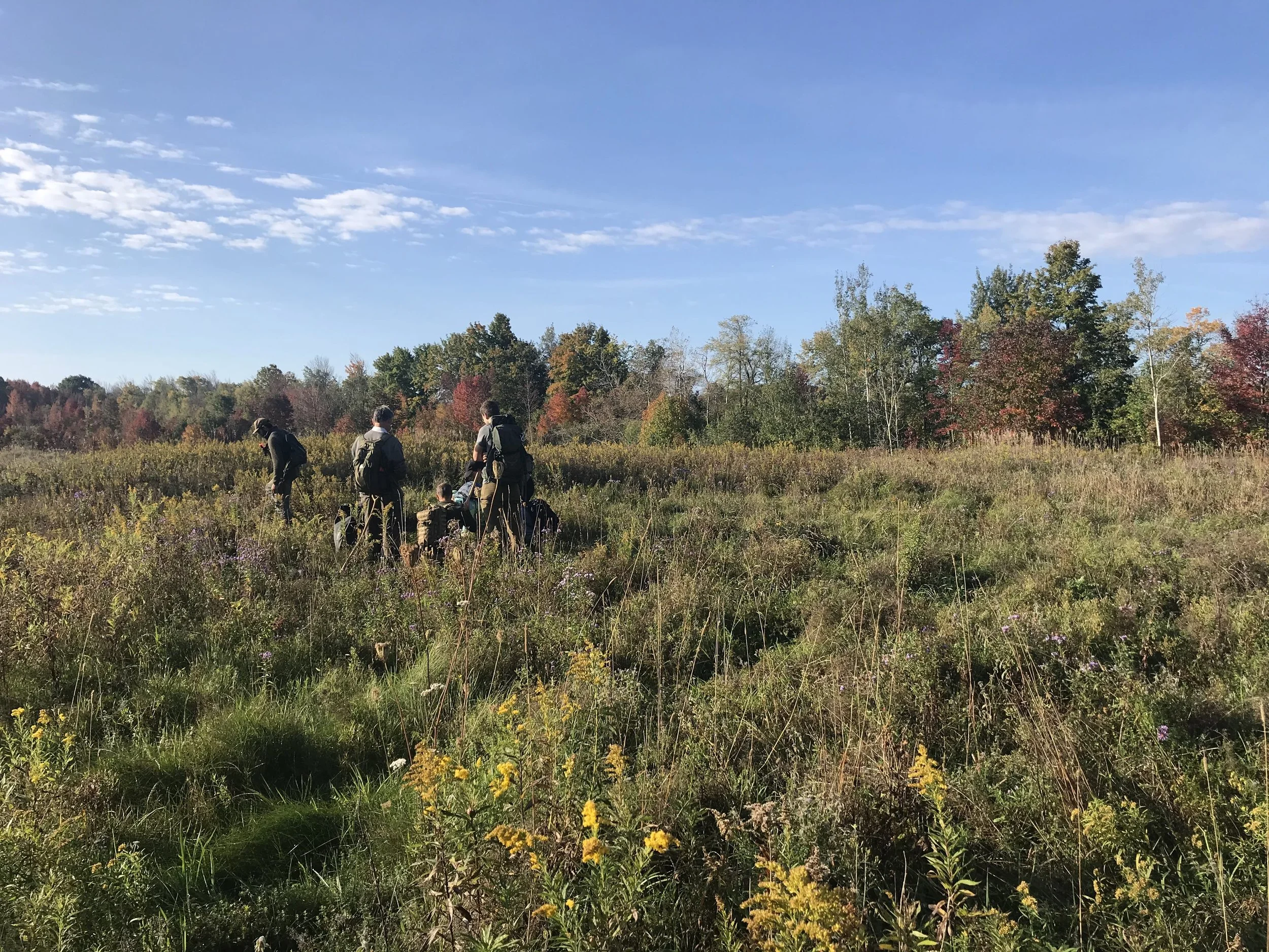 Wolf Trees, Stink Horns and Carrion Beetles — to know the land