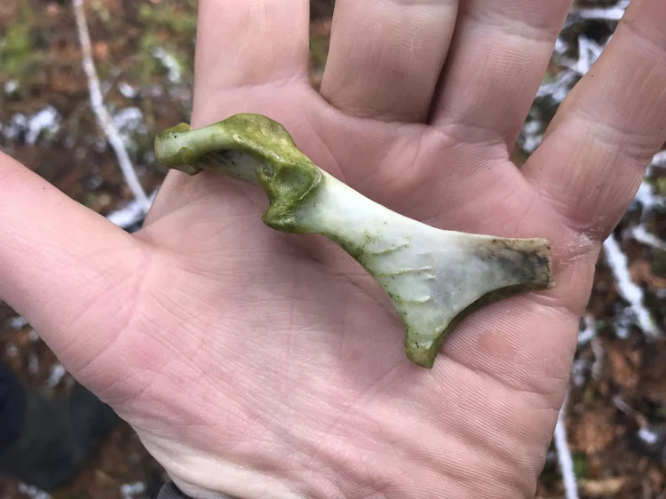 Two Coracoid Bones — to know the land