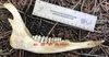 How To Age A White-tailed Deer by Looking At The Teeth, pt. 1 : Younger ...