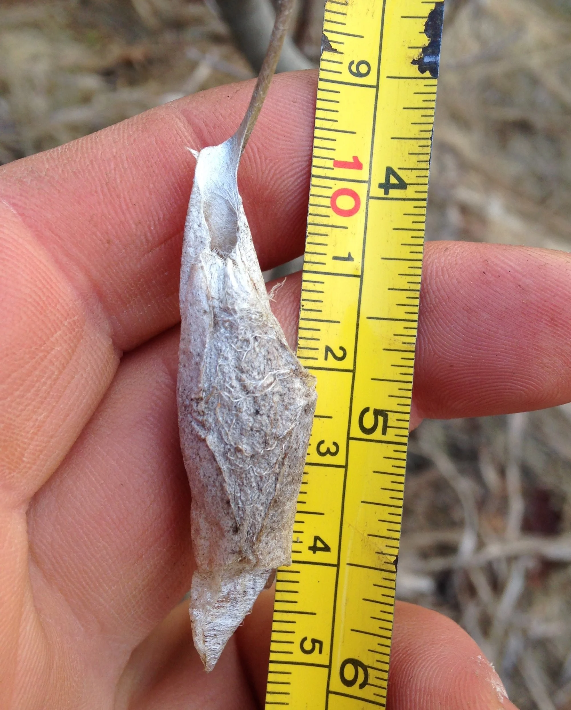 Three Common Silk Moth Cocoons — to know the land