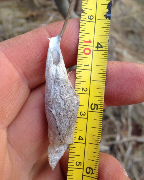 Three Common Silk Moth Cocoons — to know the land