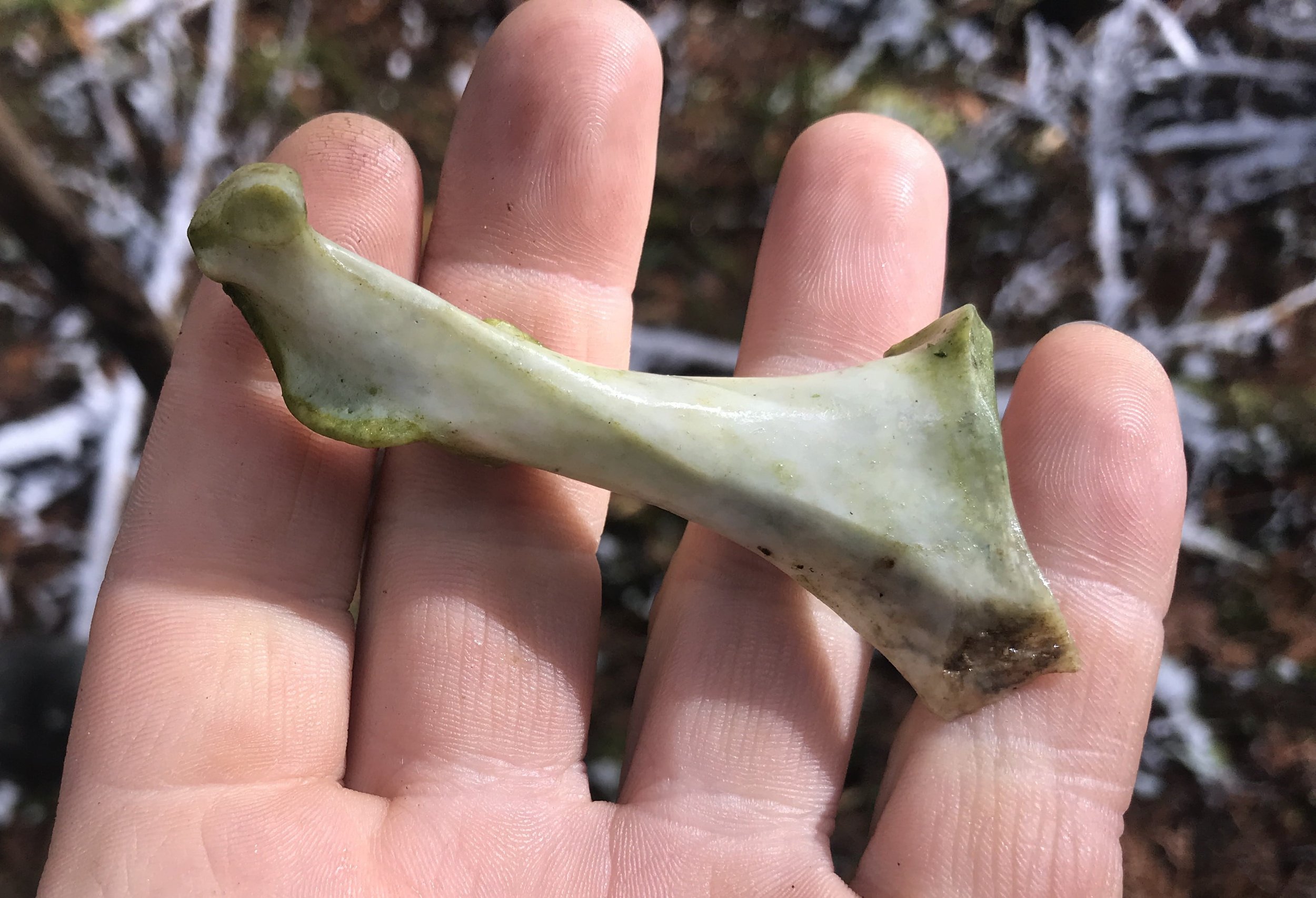 Two Coracoid Bones — to know the land