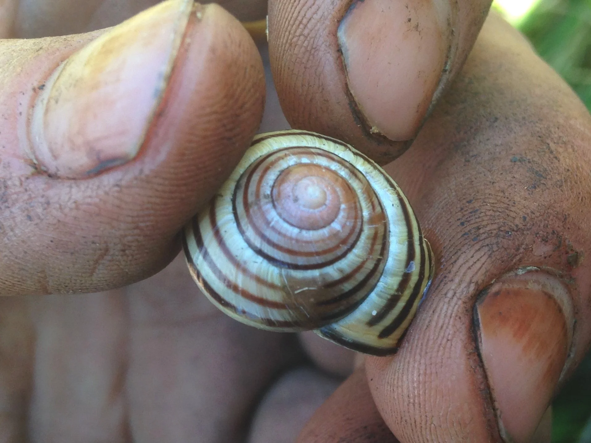 Differentiating between Cepaea nemoralis and Cepaea hortensis — to know ...