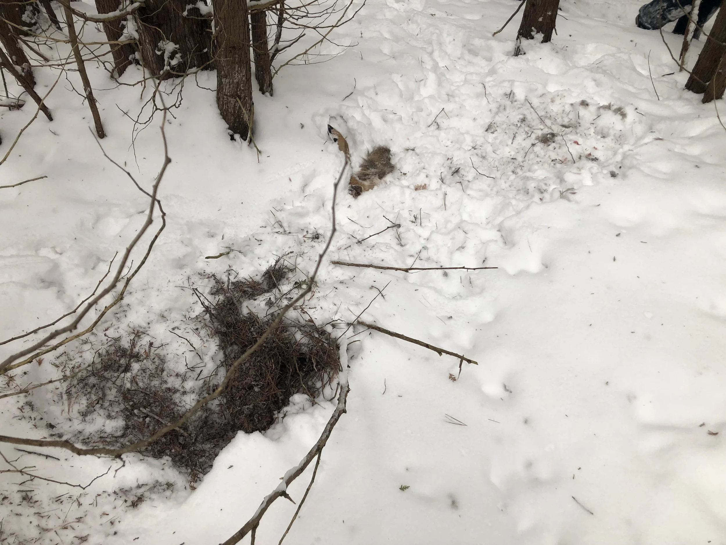 Glands on a White-tailed Deer Leg — to know the land