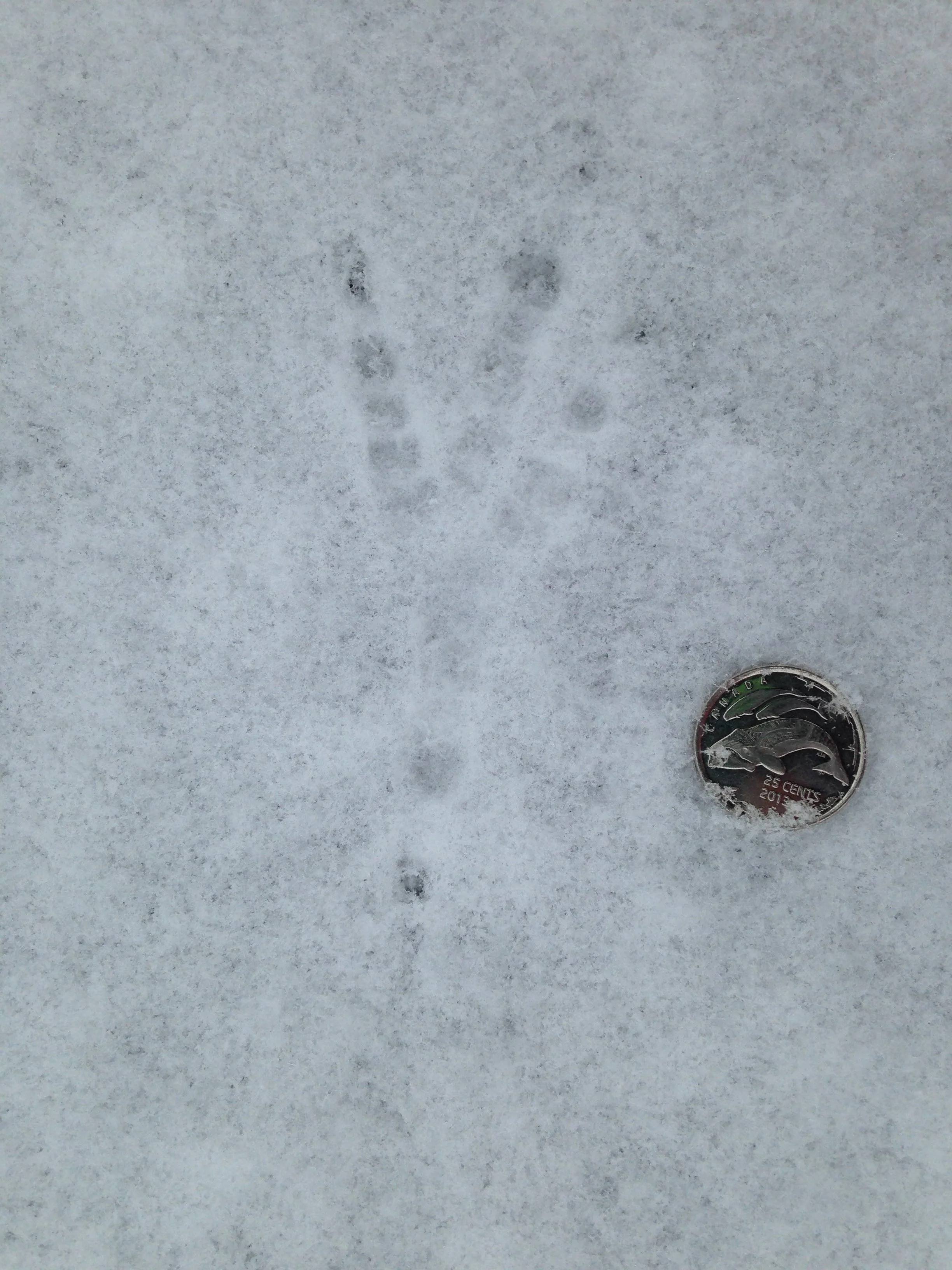 Corvid Tracks at Bishop Mac — to know the land