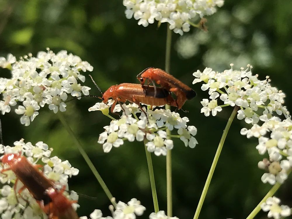 Exploring Water Hemlock — to know the land