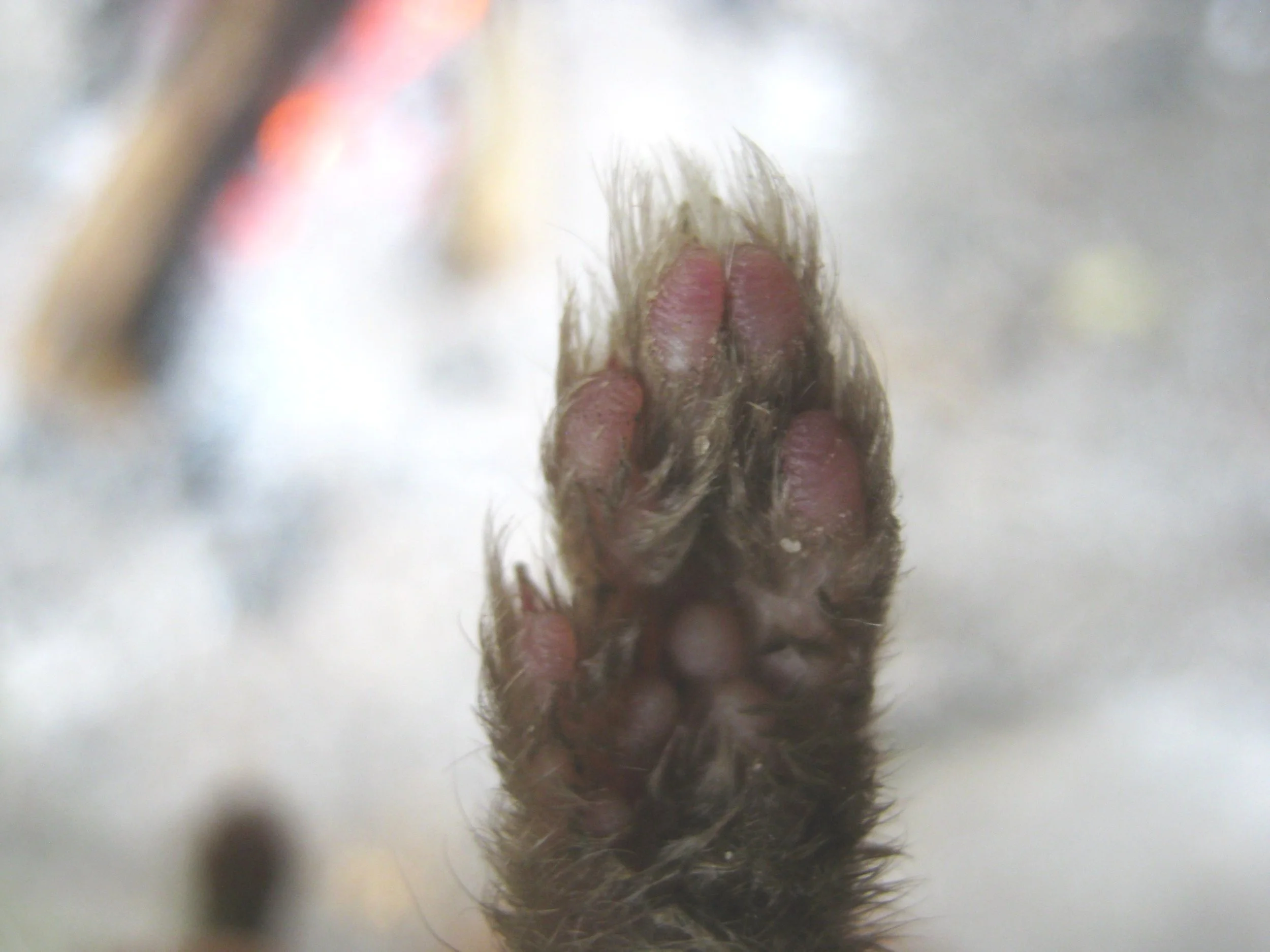 Which Weasel Was It? — to know the land