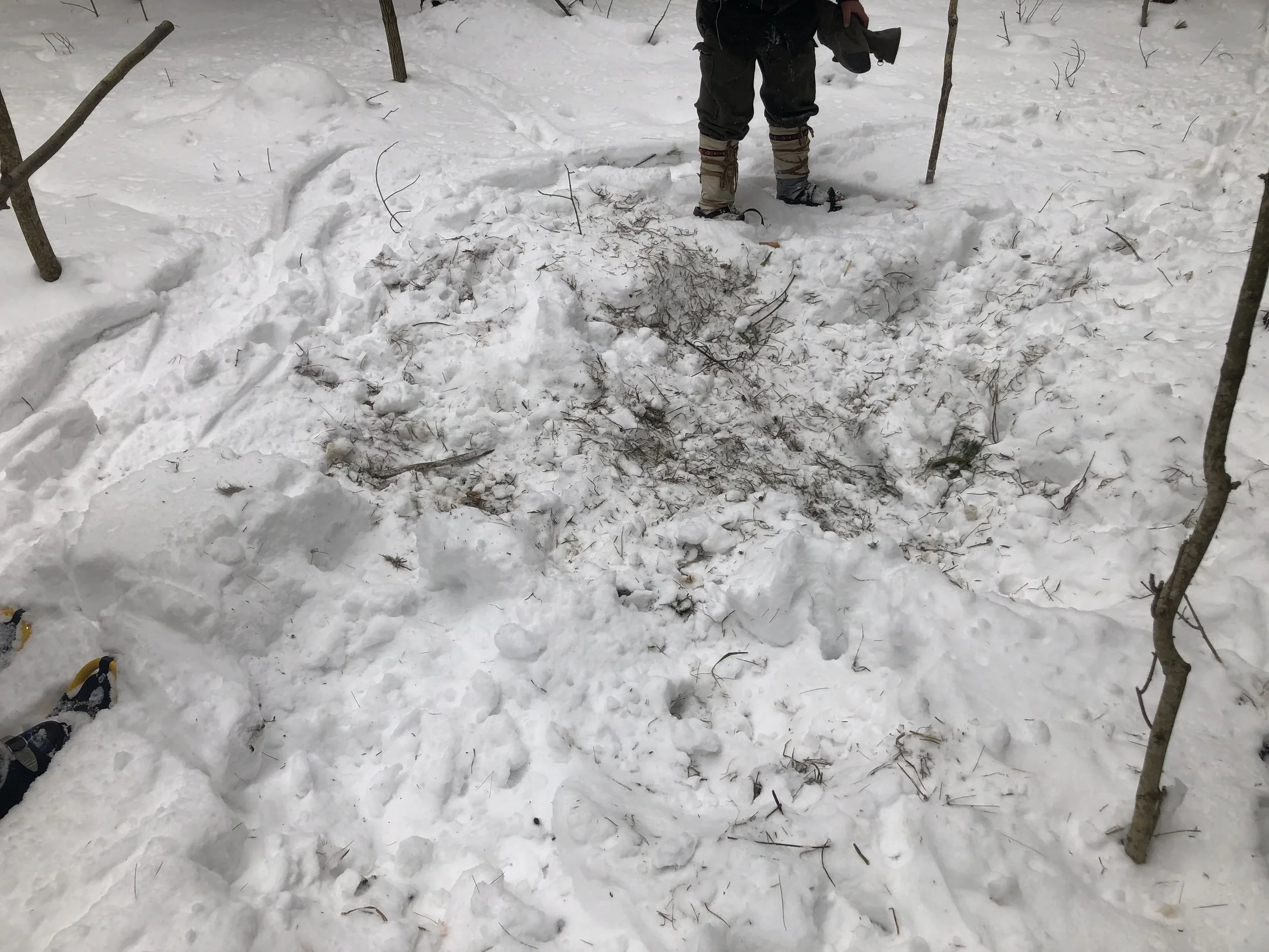 White-tailed Deer feeding sign at Kinghurst — to know the land