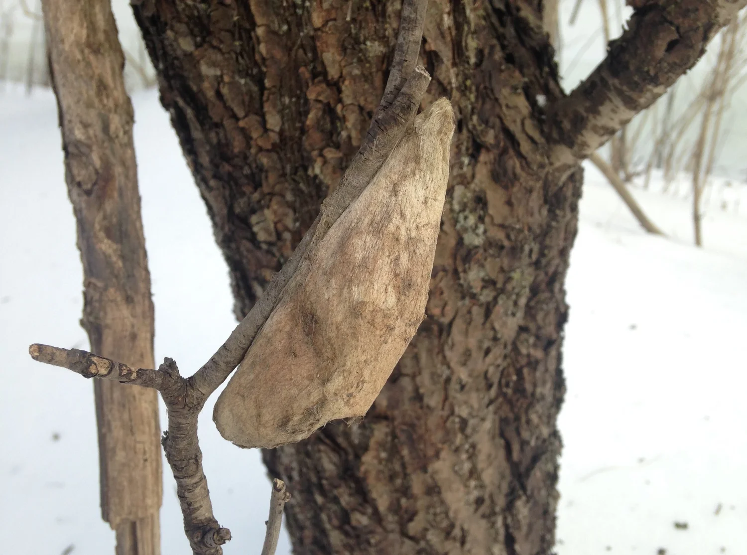 Three Common Silk Moth Cocoons — to know the land