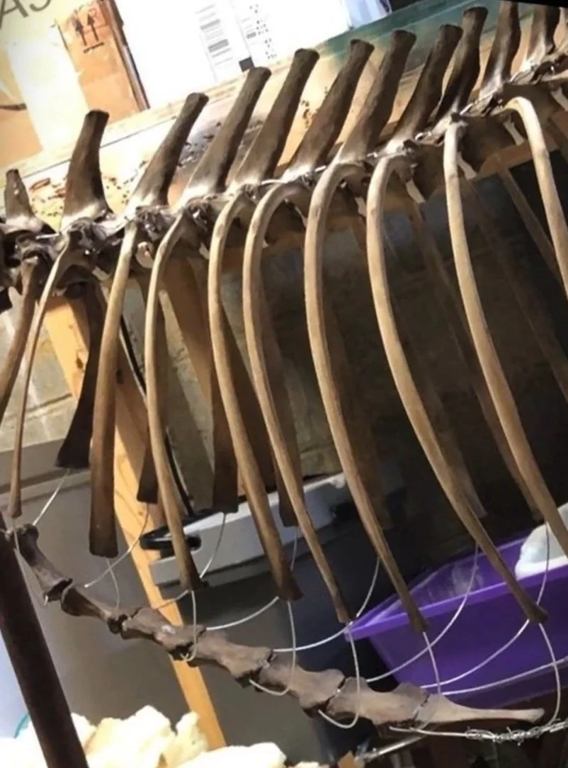 White-tailed Deer Sternum — to know the land