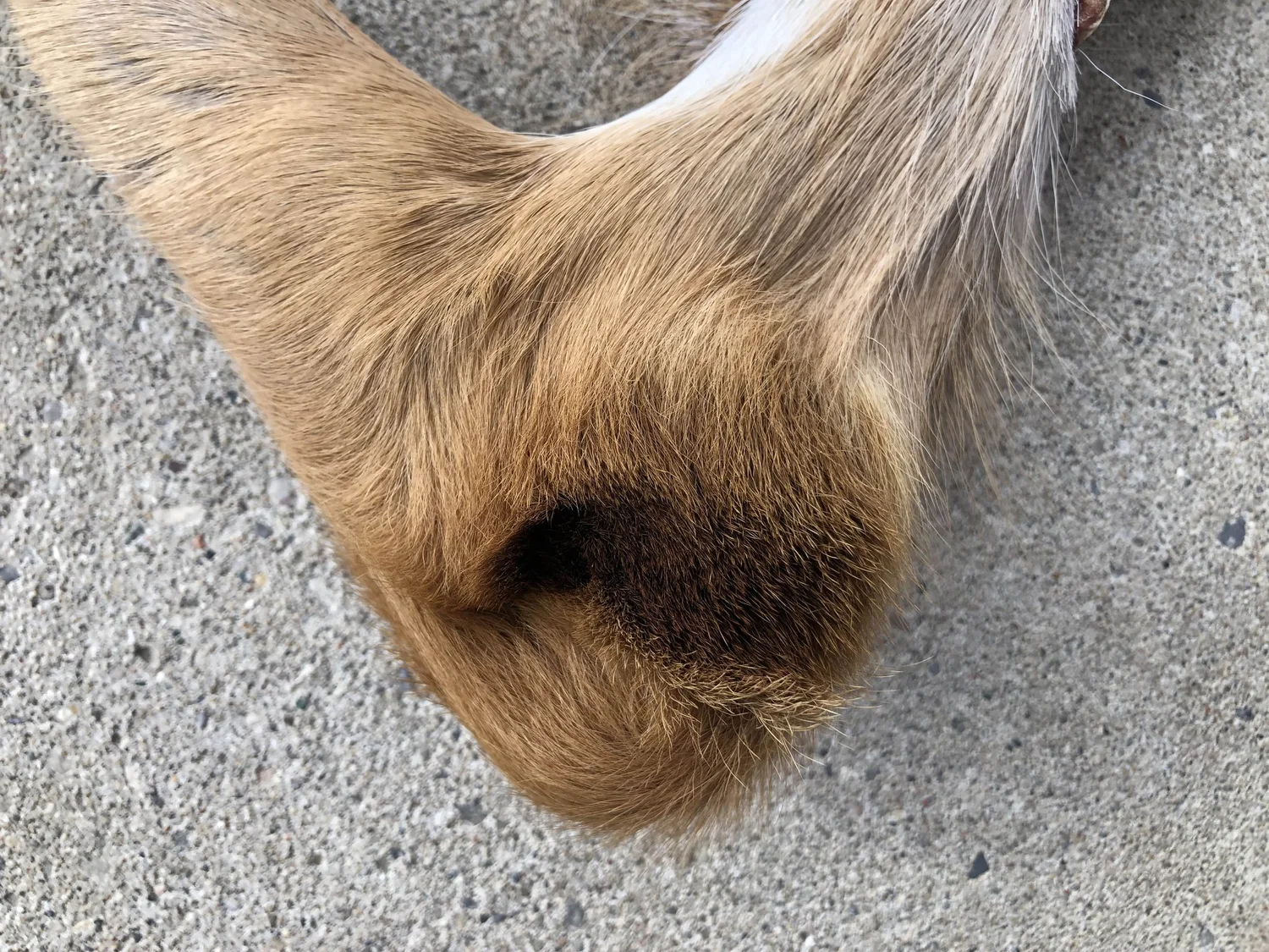 Glands on a White-tailed Deer Leg — to know the land