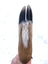 Glands on a White-tailed Deer Leg — to know the land