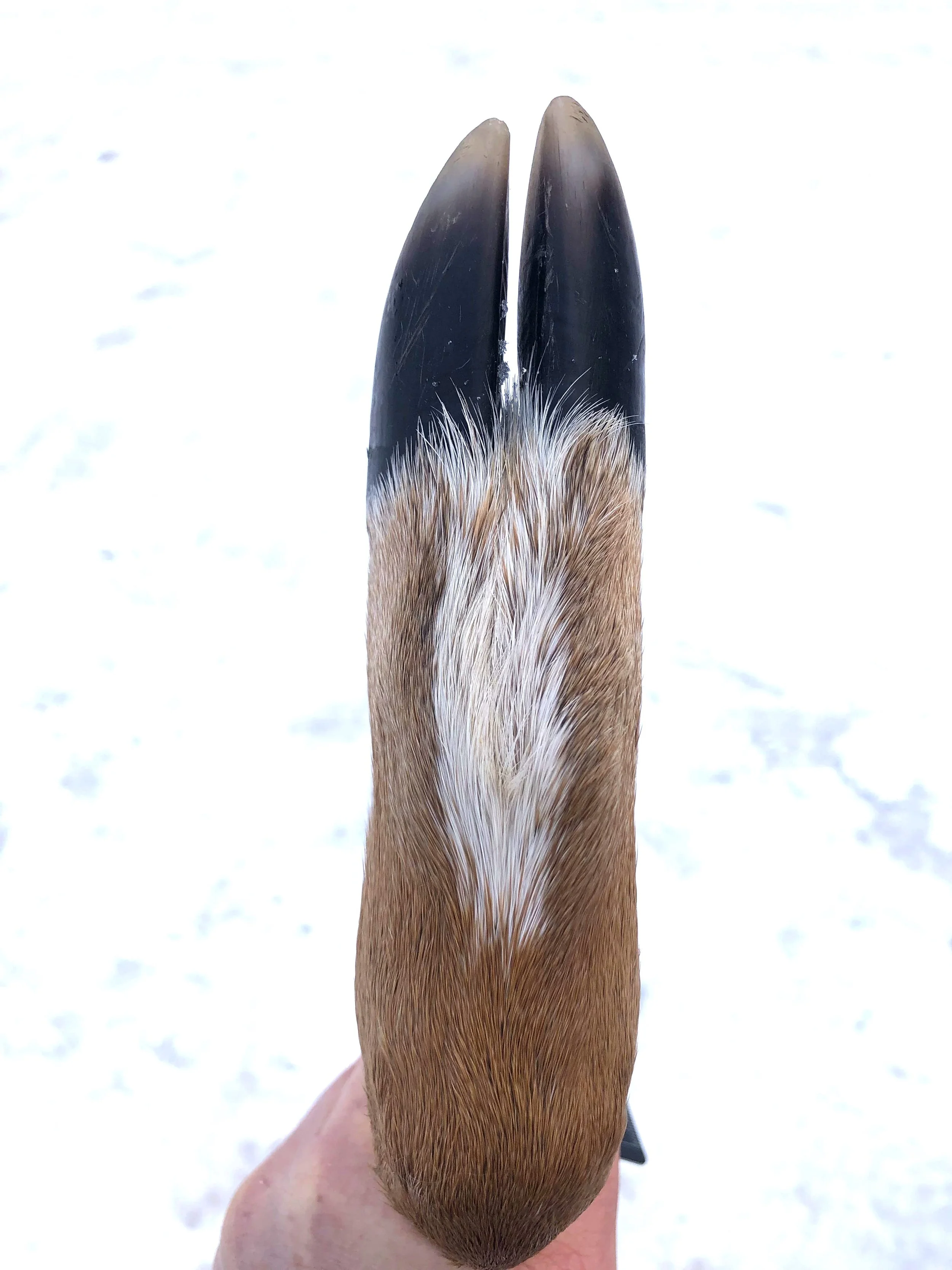 Glands on a White-tailed Deer Leg — to know the land